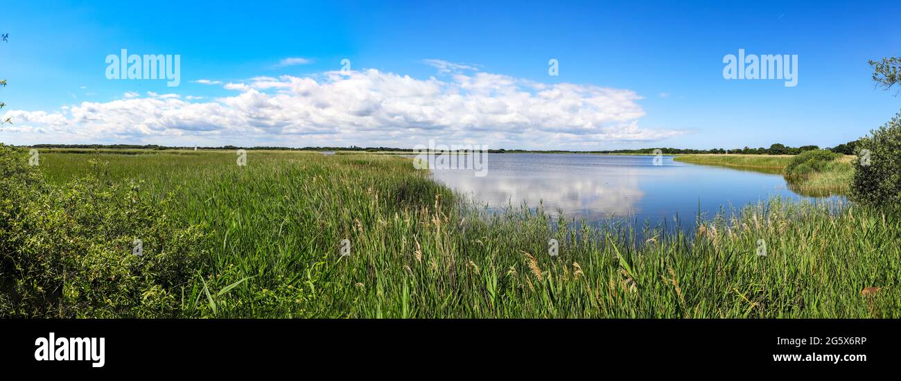 Norfolk broads reed bed hi-res stock photography and images - Alamy
