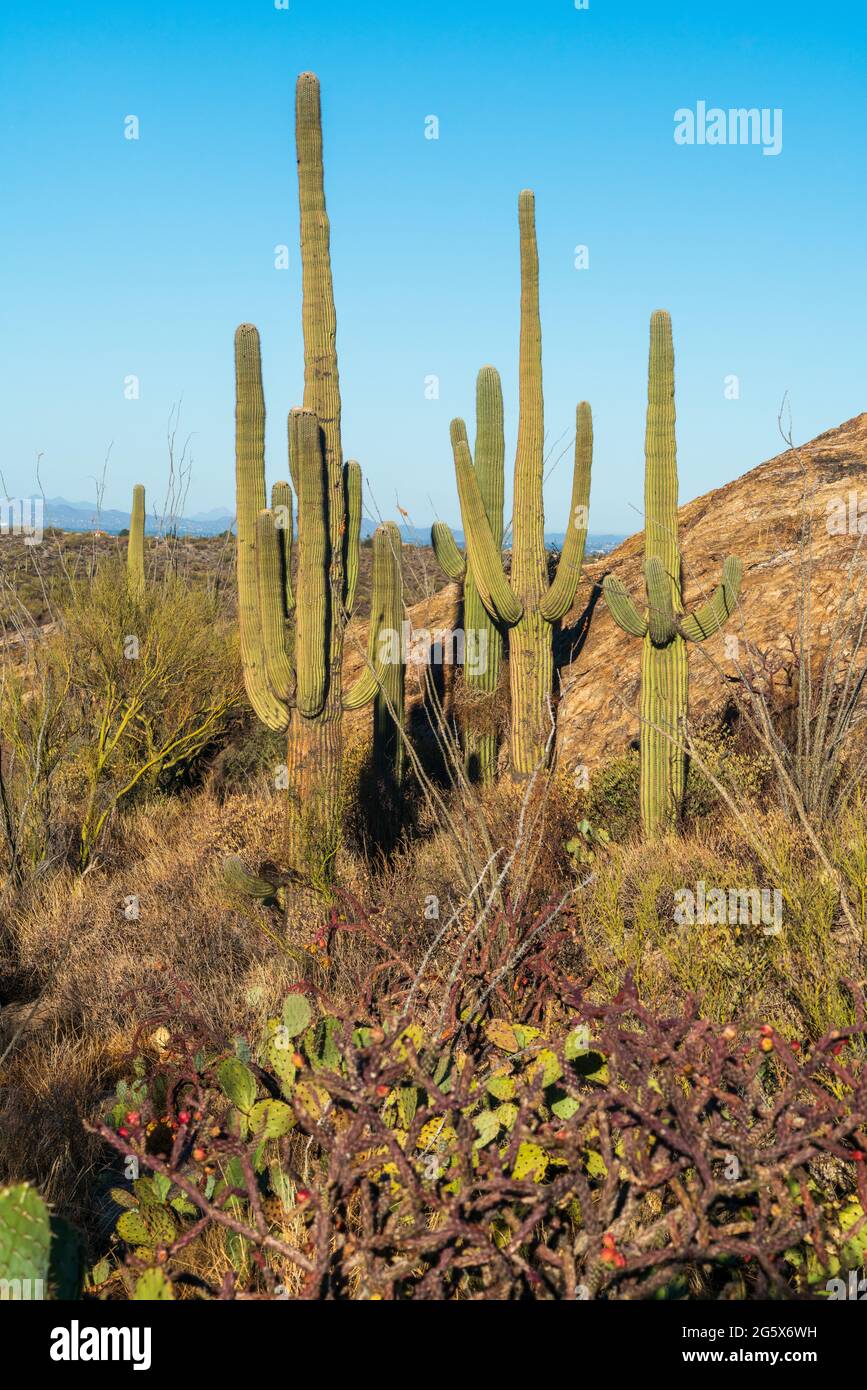 Cacti at Saguaro National Park in Southern Arizona Stock Photo - Alamy