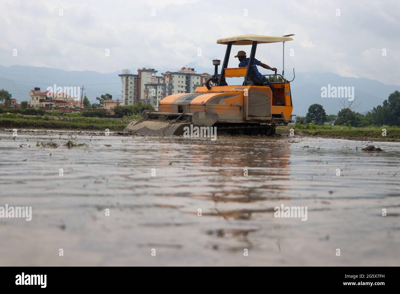 (6/30/2021) Farmers working in paddy field plants rice samplings and ...