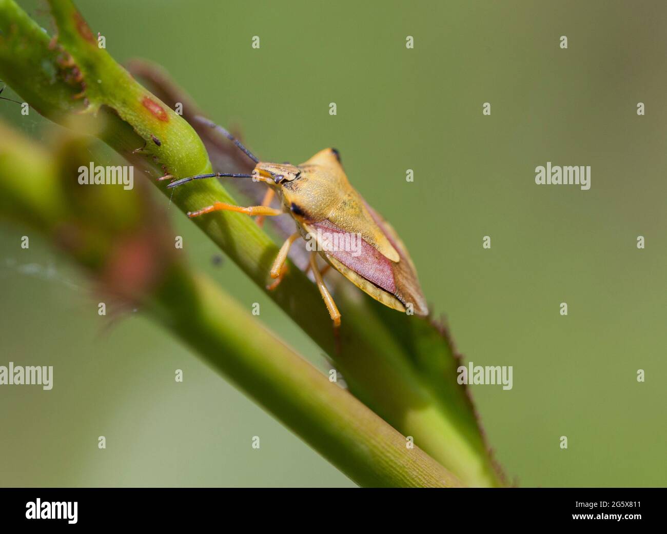 CARPOCORIS FUSCISPINUS Shield bug Stock Photo - Alamy