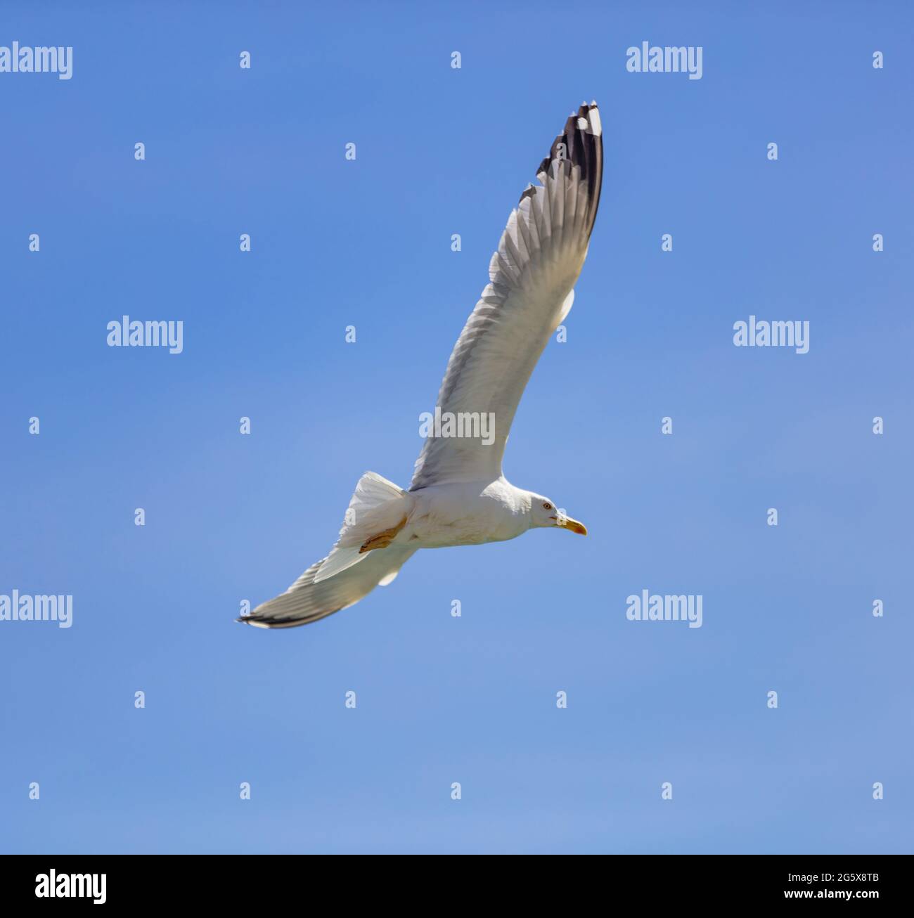 Seagull european herring gull flying on clear blue sky background, open ...