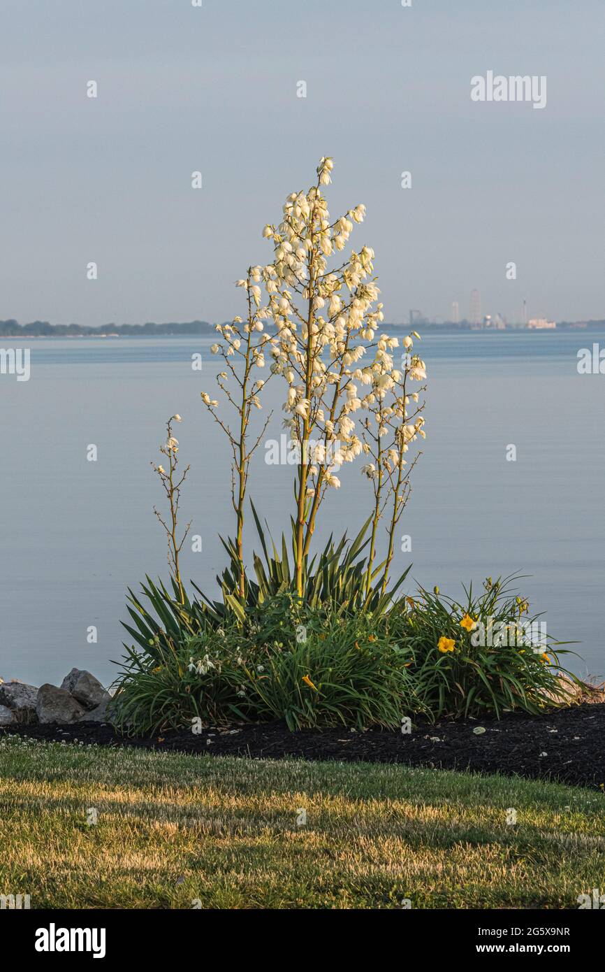 full grown Adam's Needle along the shore of Lake Erie at the Huron ...