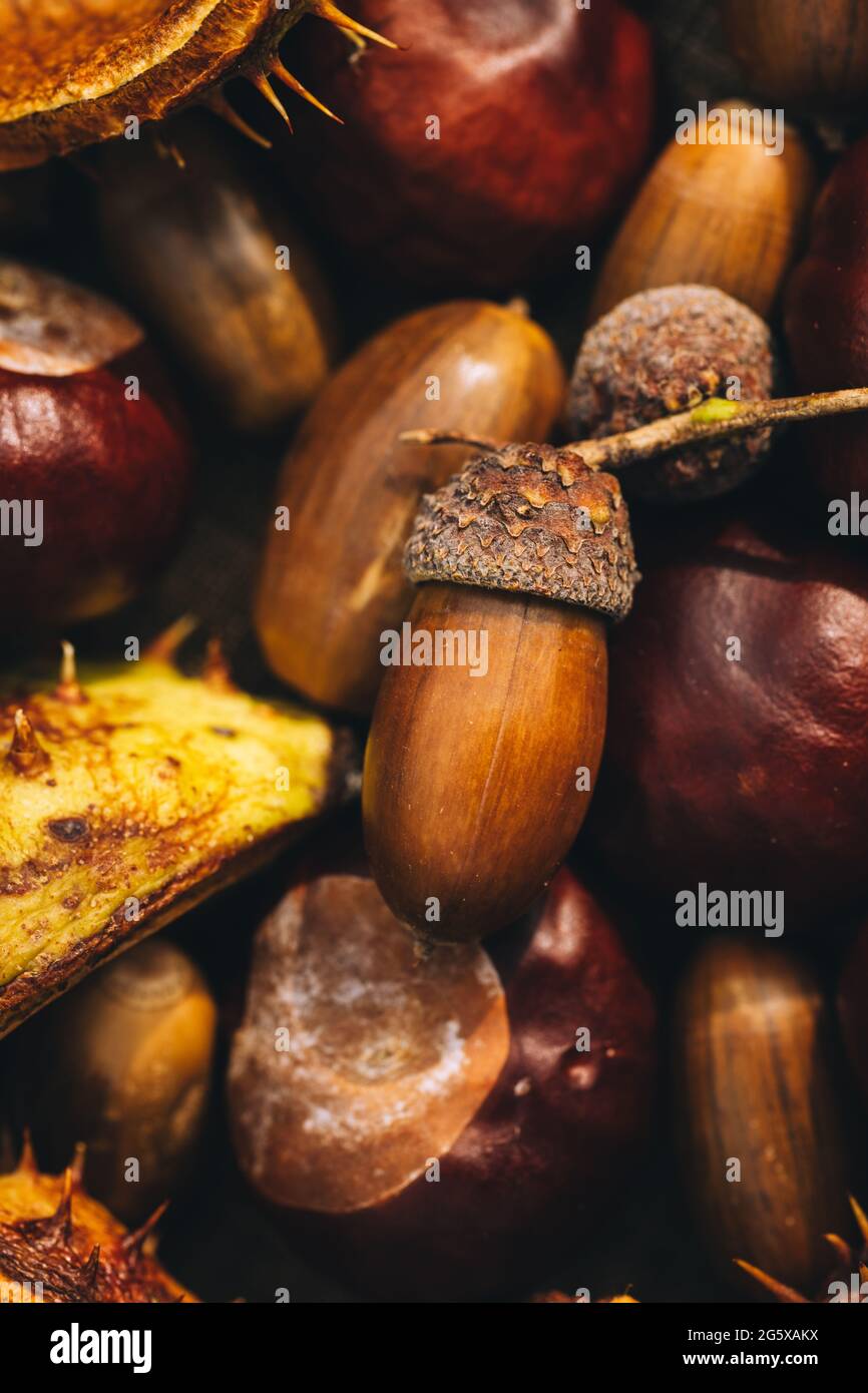 Chestnuts and acorn nuts in close-up in a moody autumn setting Stock ...