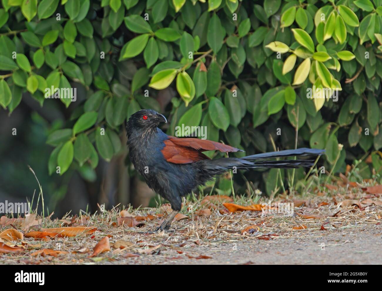 Centtopus sinensis hi-res stock photography and images - Alamy