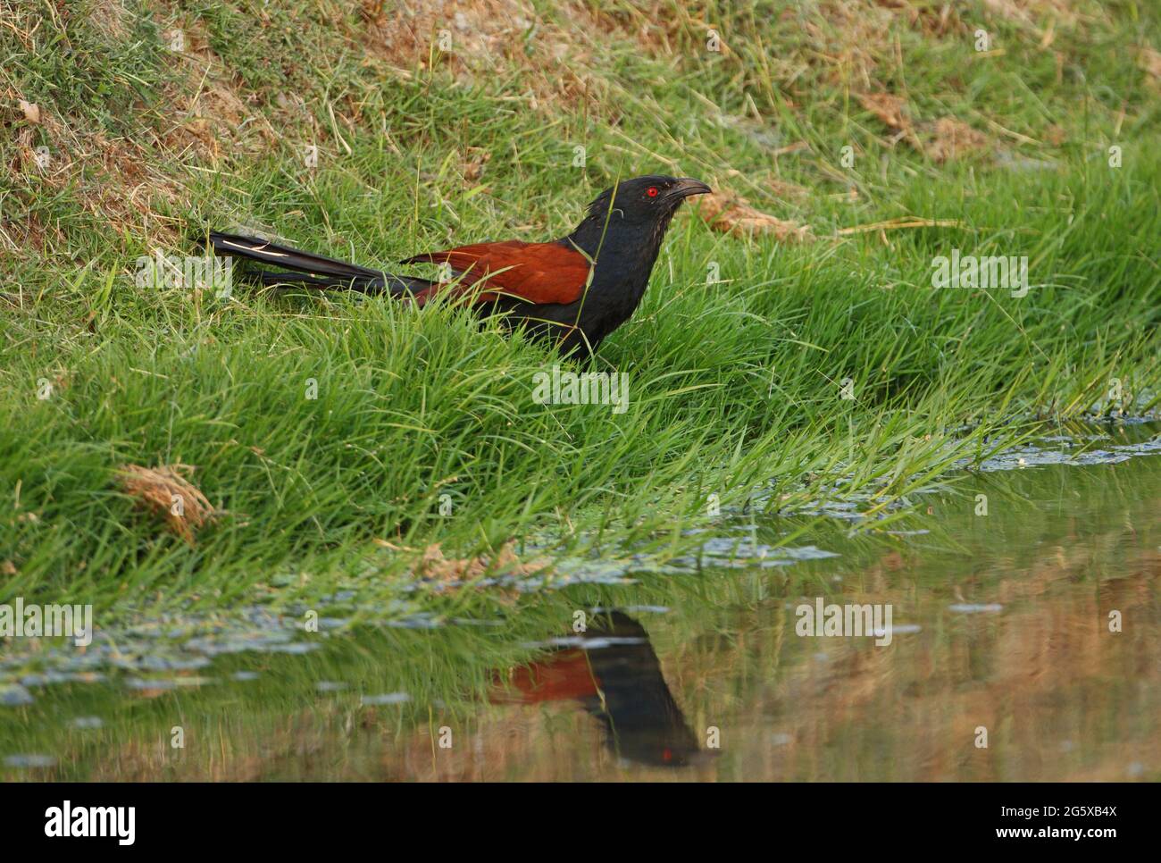 Greater coucal hi-res stock photography and images - Alamy
