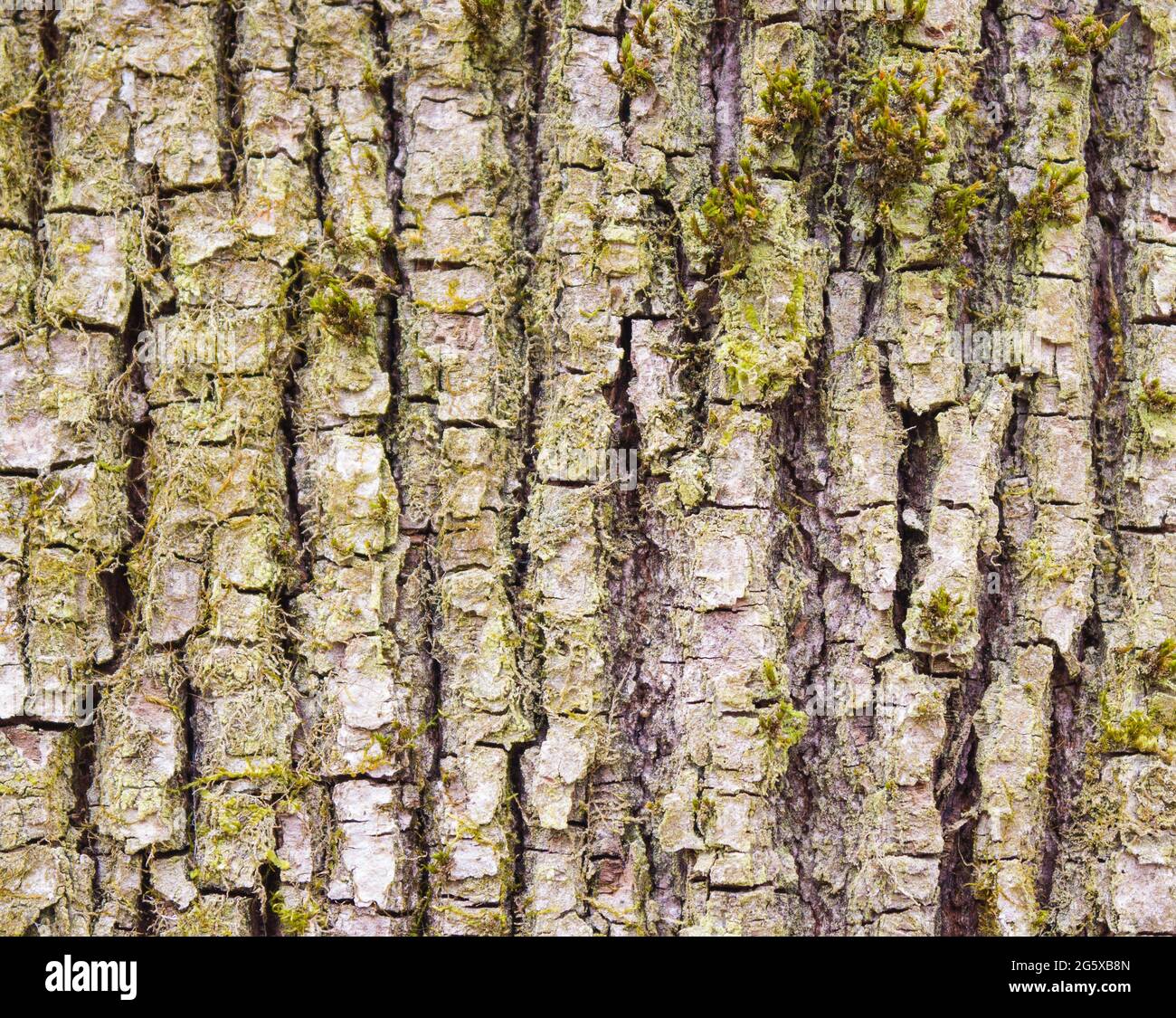Qualitative photo of natural tree bark. High detailed fragment of tree ...