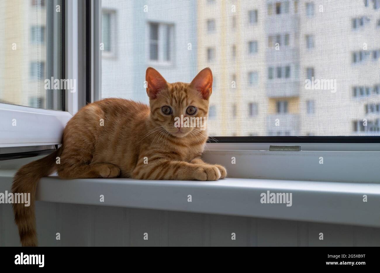 Set cute red cat hi-res stock photography and images - Alamy