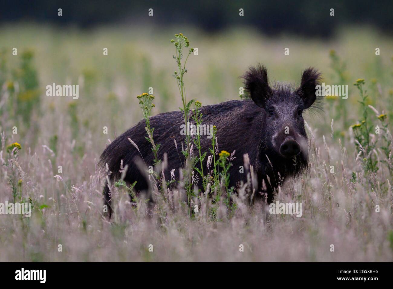 Pigs in a field hi-res stock photography and images - Alamy