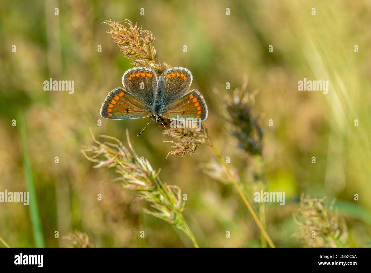 Delicate beauty of wildlife hi-res stock photography and images - Alamy