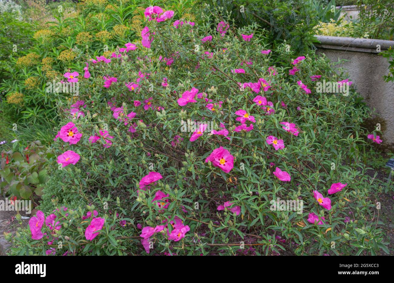 Cistus x purpureus, the purple flowered rock rose Stock Photo - Alamy