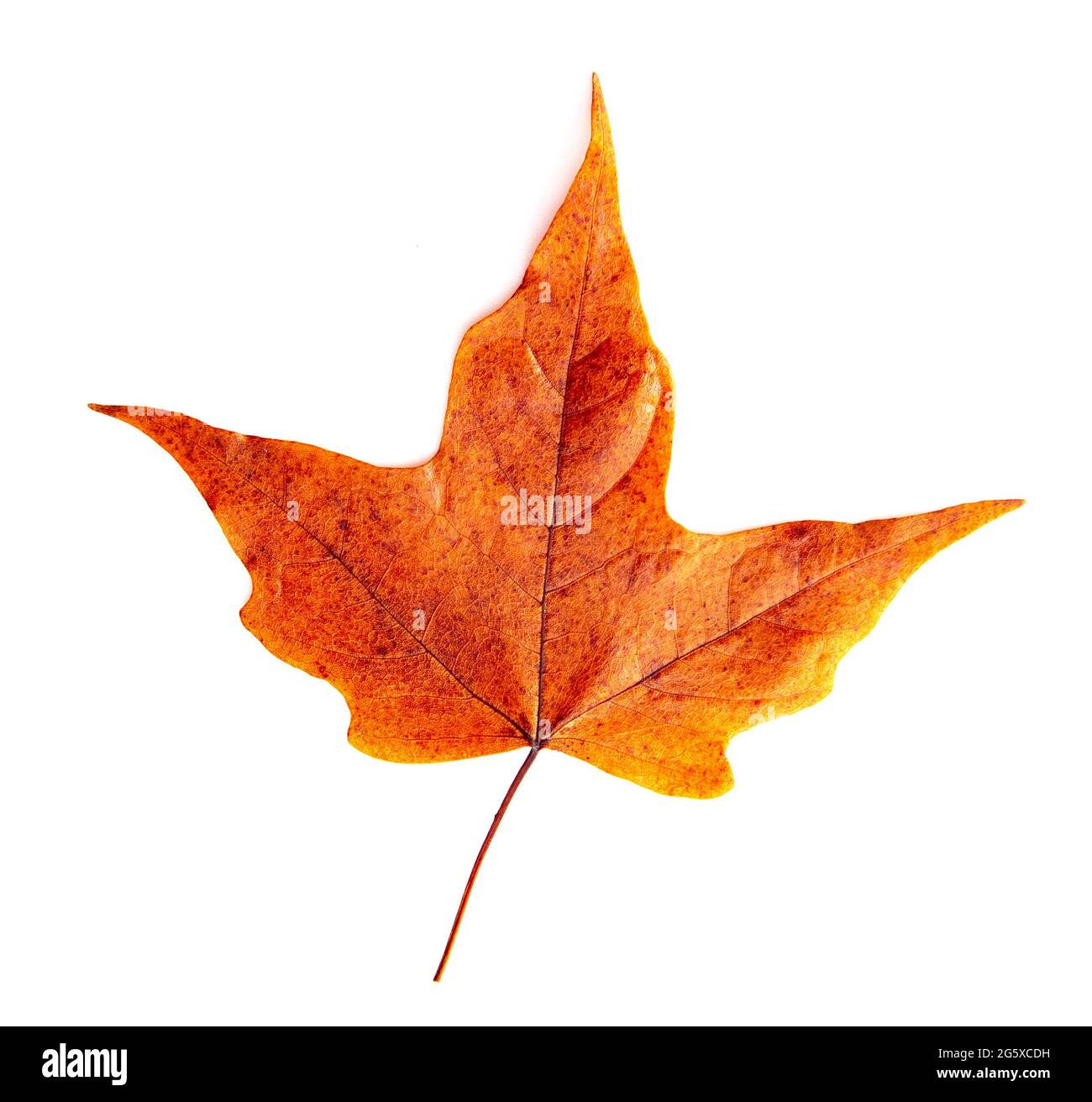 A Read Single Colored Fall Leaf on a White Background Stock Photo - Alamy