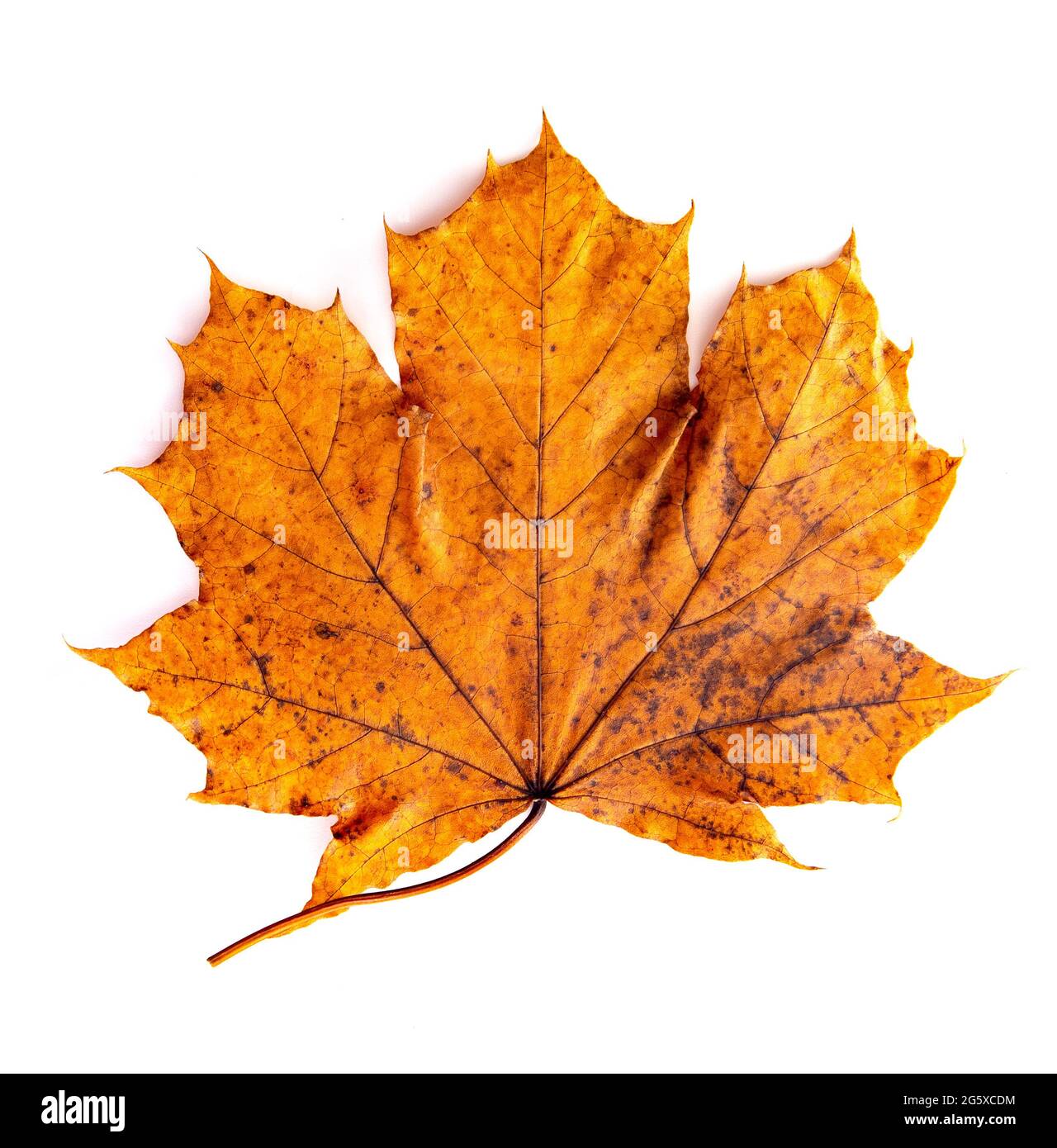 A Read Single Colored Fall Leaf on a White Background Stock Photo - Alamy