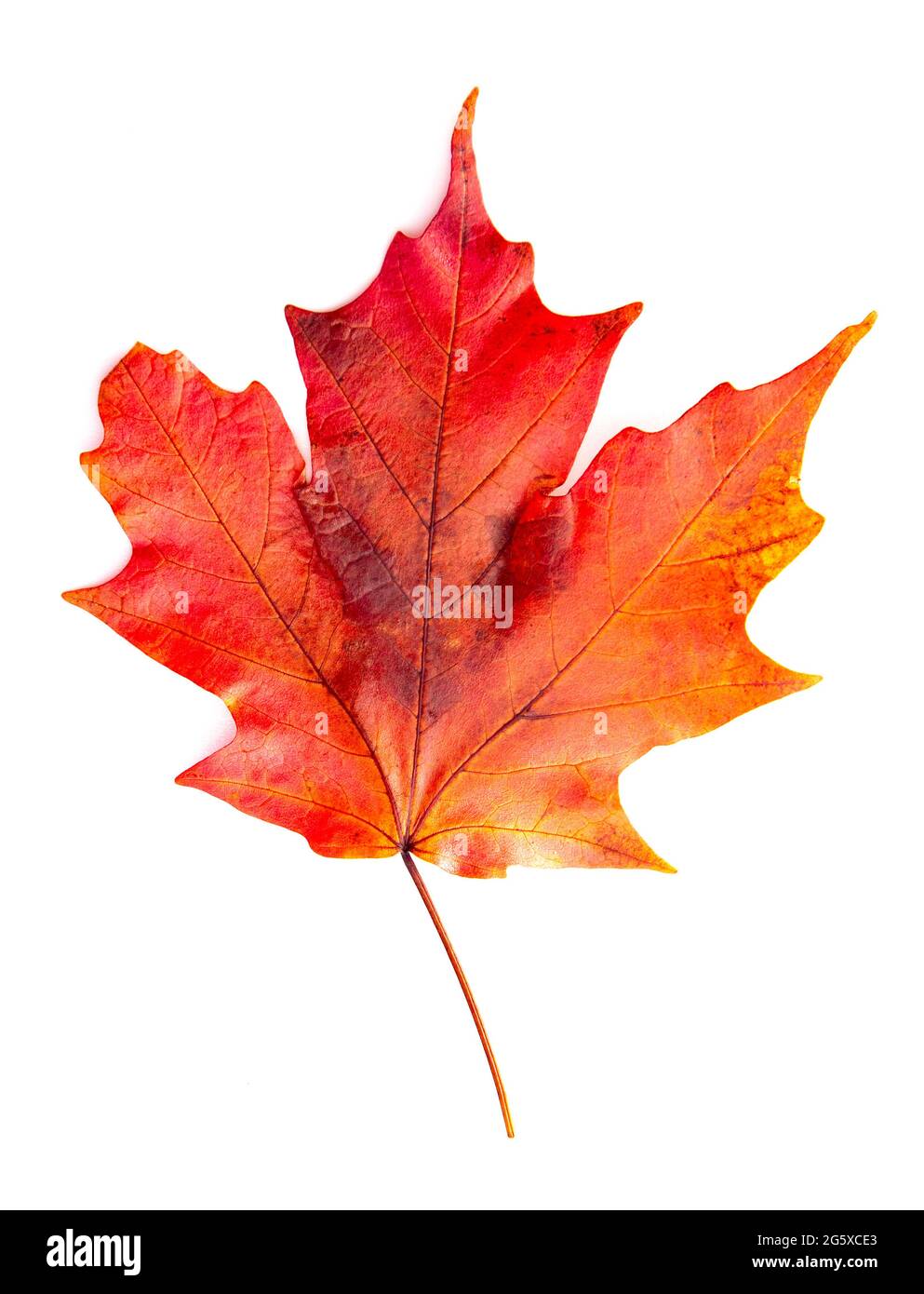 Alone fallen red maple leaf Cut Out Stock Images & Pictures - Alamy