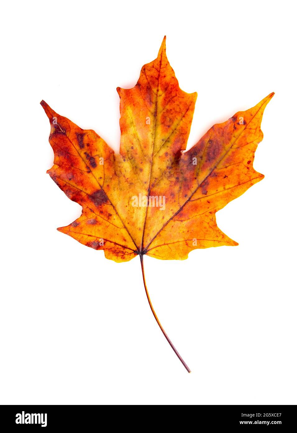 A Read Single Colored Fall Leaf on a White Background Stock Photo - Alamy