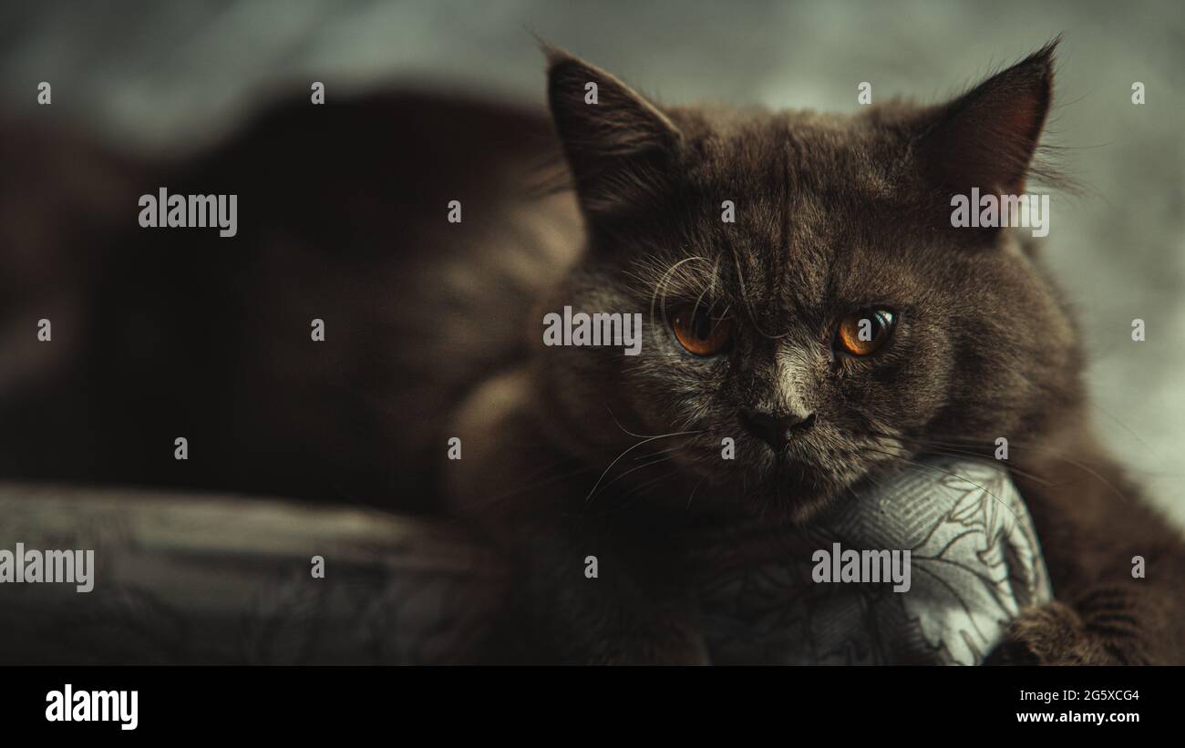 Cat staring at you Stock Photo - Alamy