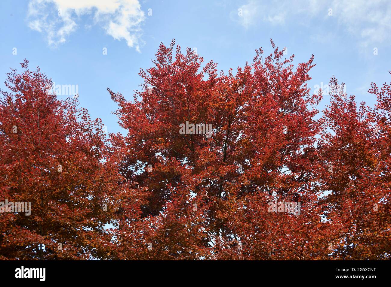red foliage of Fagus sylvatica purpurea tree in springtime Stock Photo ...