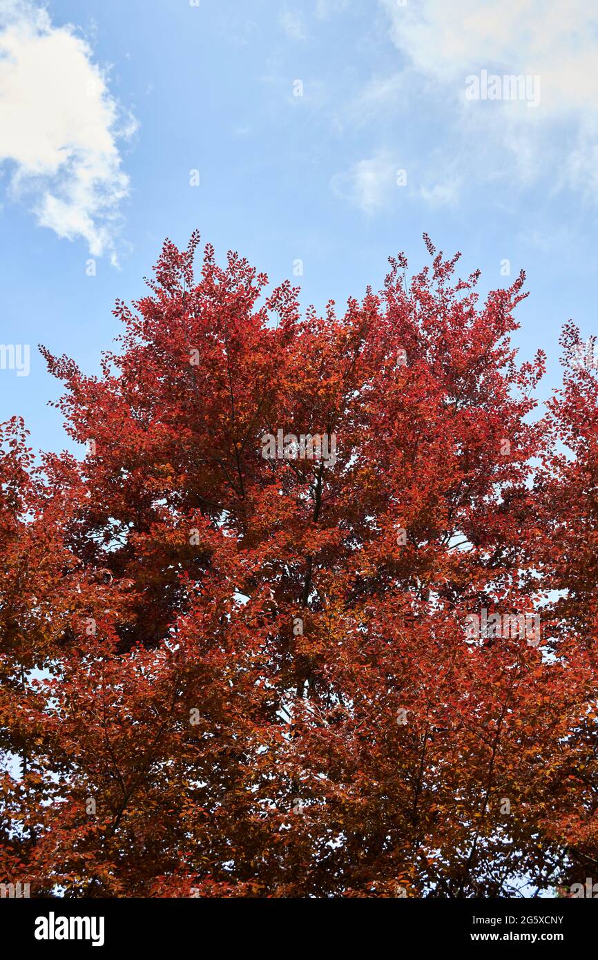 red foliage of Fagus sylvatica purpurea tree in springtime Stock Photo ...