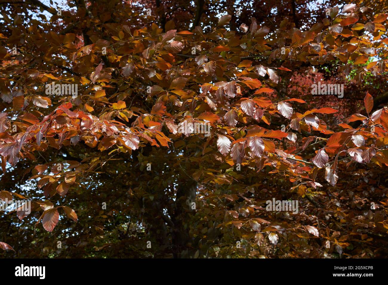 red foliage of Fagus sylvatica purpurea tree in springtime Stock Photo ...
