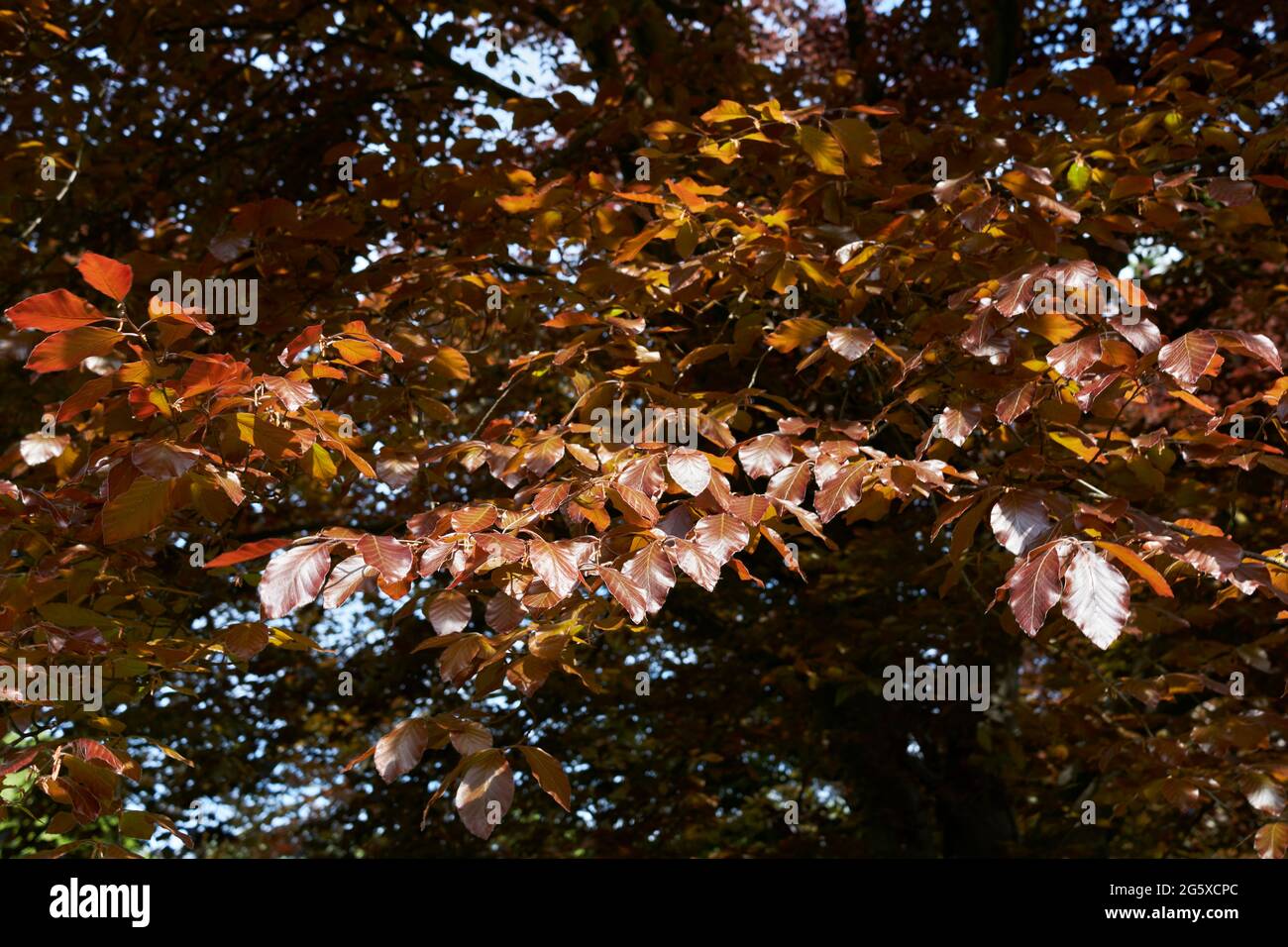 red foliage of Fagus sylvatica purpurea tree in springtime Stock Photo ...
