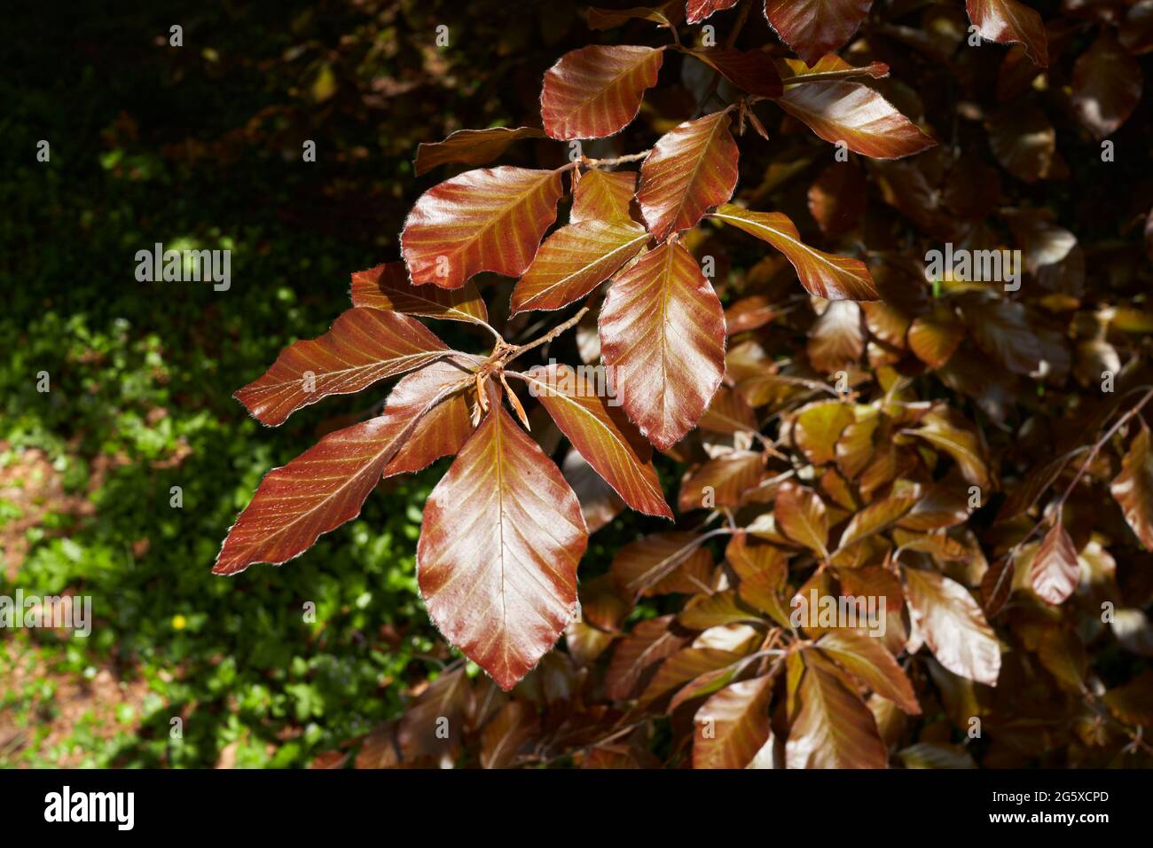 red foliage of Fagus sylvatica purpurea tree in springtime Stock Photo ...