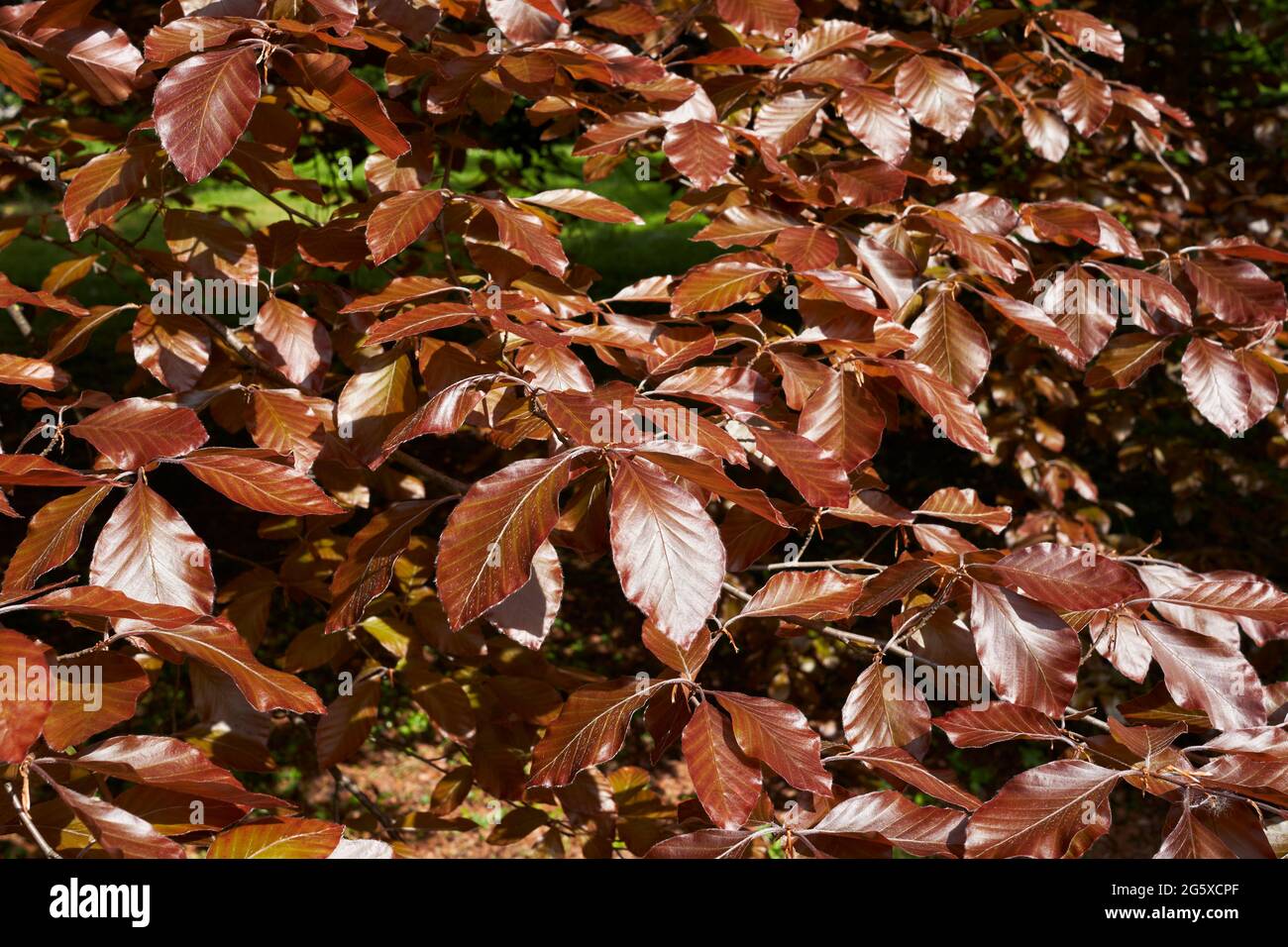 red foliage of Fagus sylvatica purpurea tree in springtime Stock Photo ...