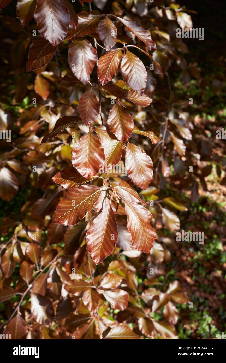 red foliage of Fagus sylvatica purpurea tree in springtime Stock Photo ...