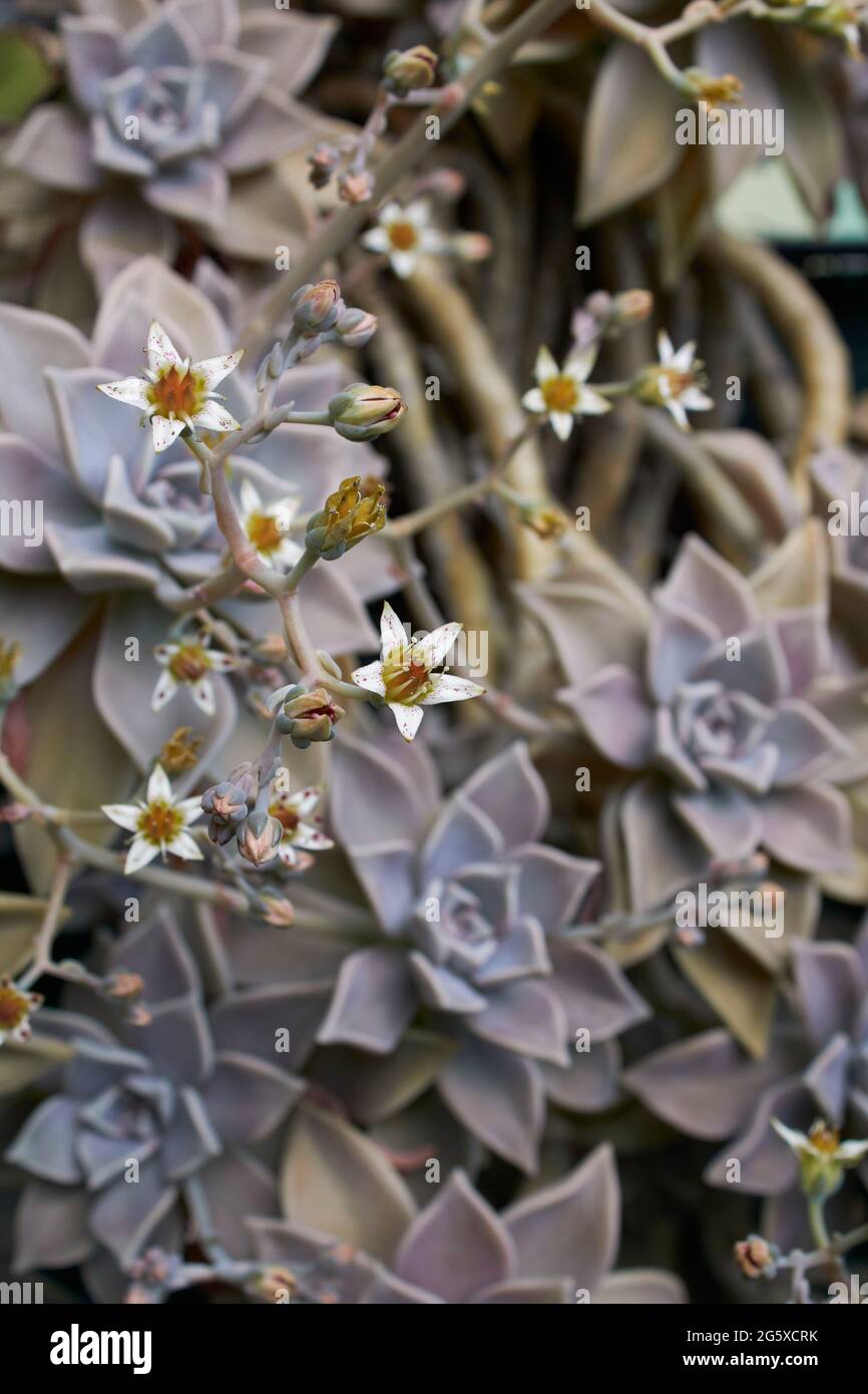 Ghost Plant Graptopetalum Paraguayense High Resolution Stock ...