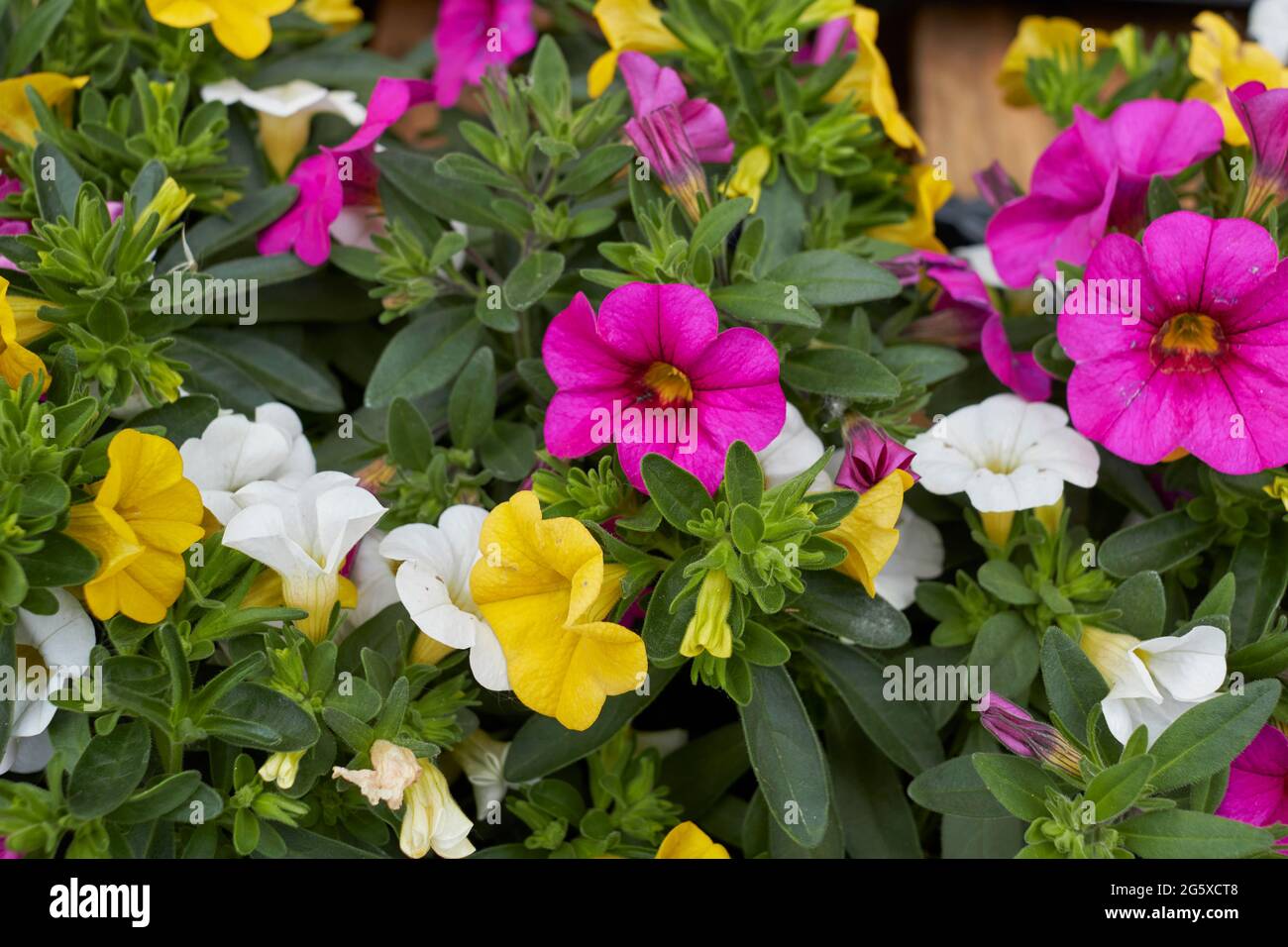 Petunia calibrachoa hi-res stock photography and images - Alamy