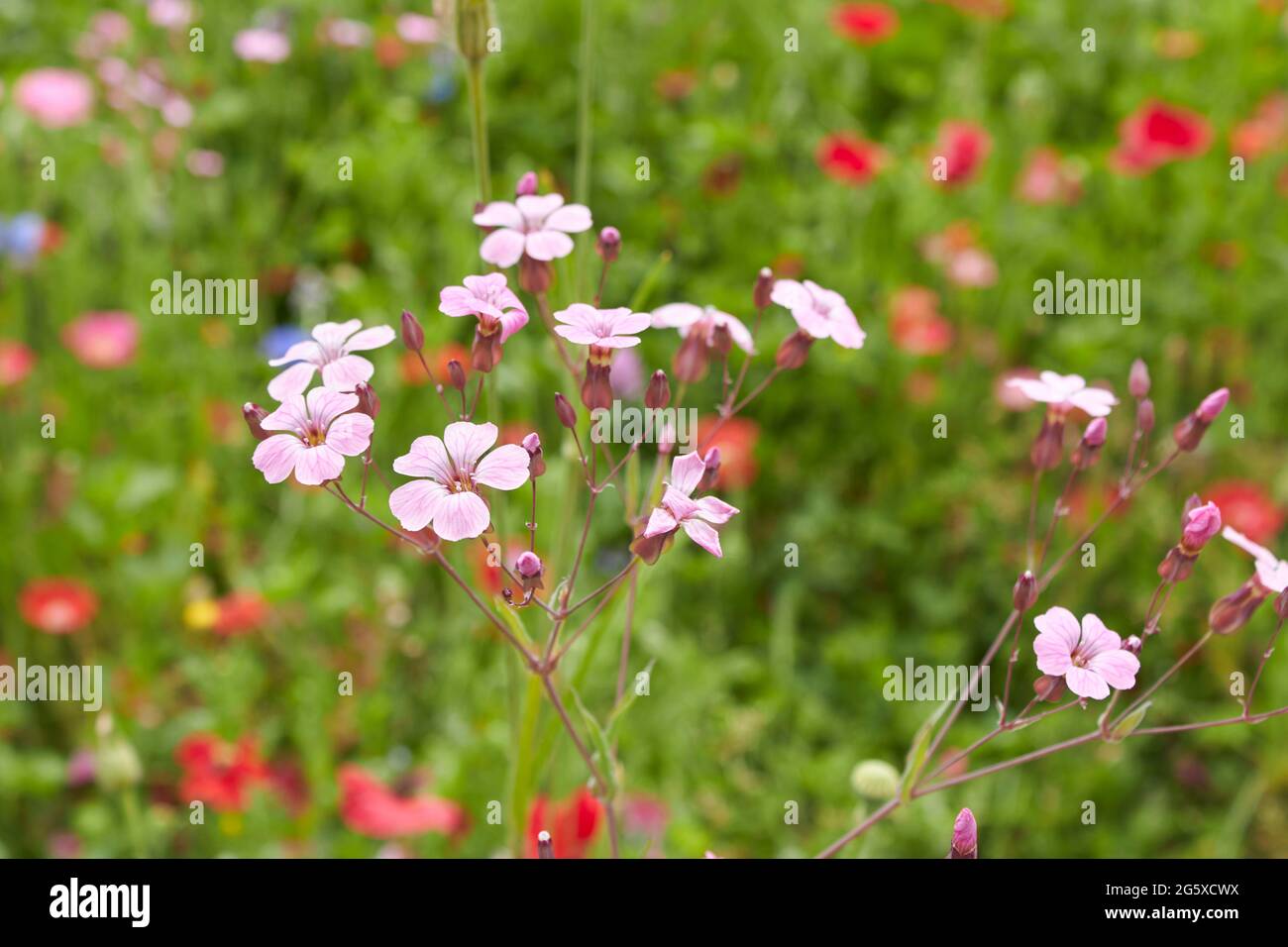 Vaccaria hispanica pink inflorescence Stock Photo - Alamy