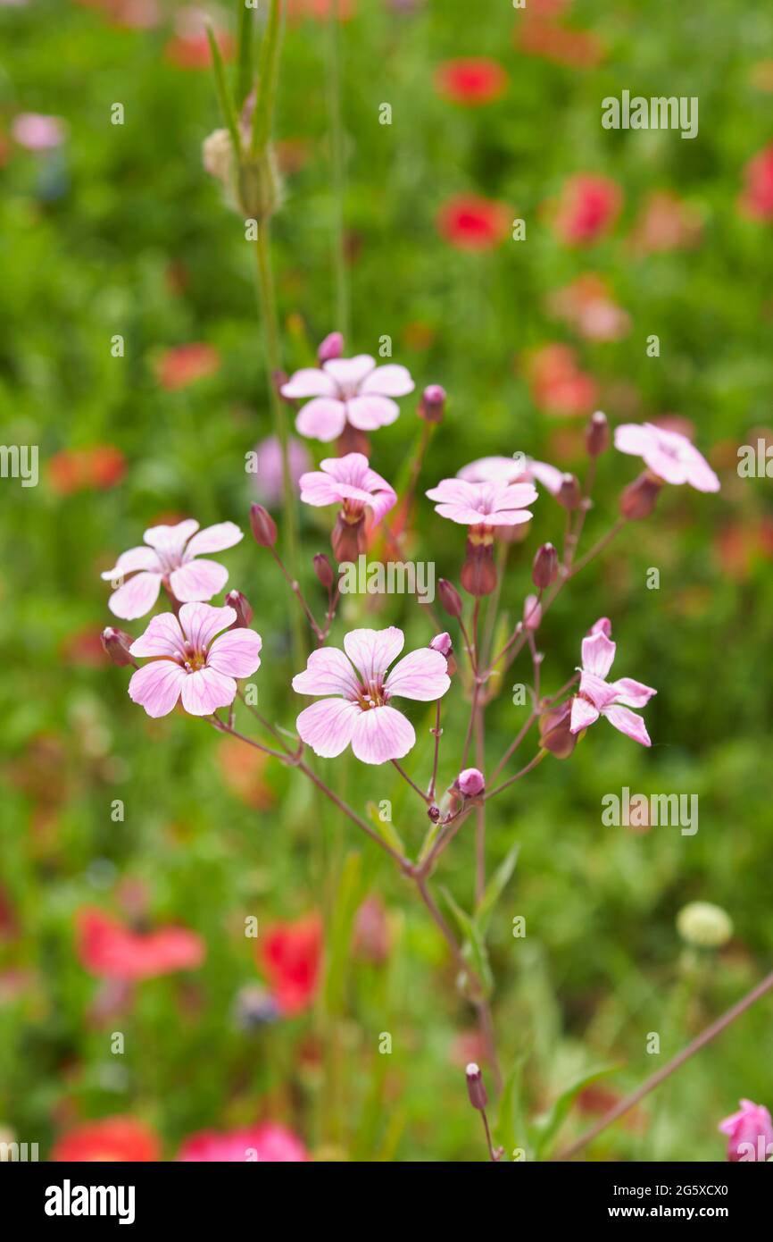 Vaccaria hispanica pink inflorescence Stock Photo - Alamy