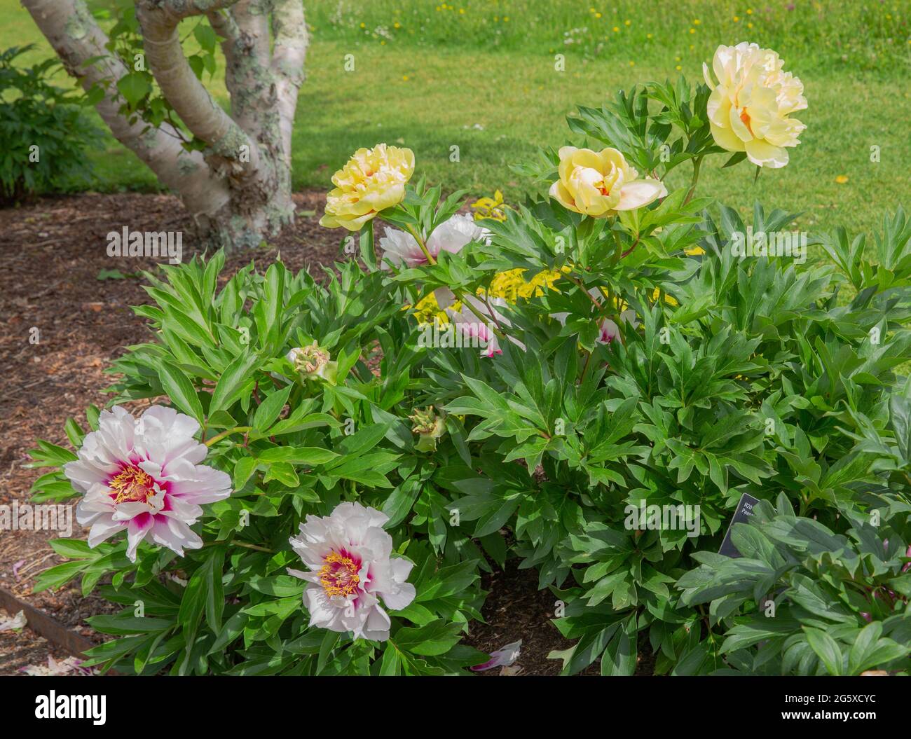Peony Barzella and Vision of Sugar Plums in bloom Stock Photo - Alamy