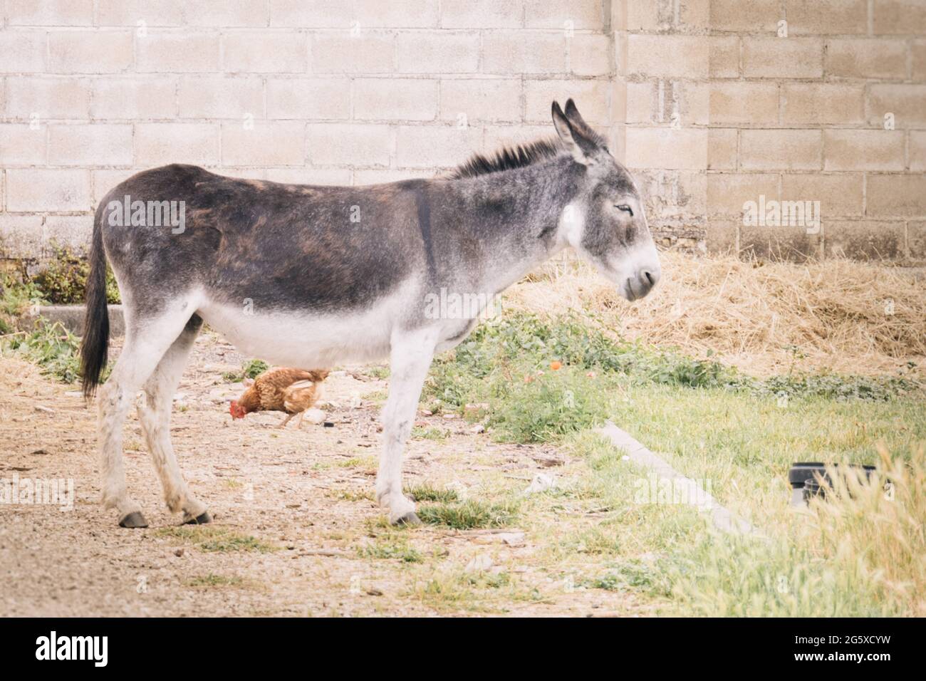 Donkey and pig hi-res stock photography and images - Alamy