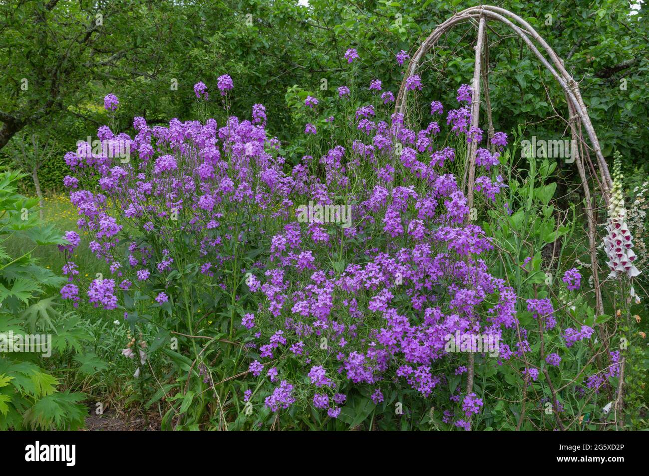 Hesperis matronalis or dame's violet, a bushy plant full of fragrant ...