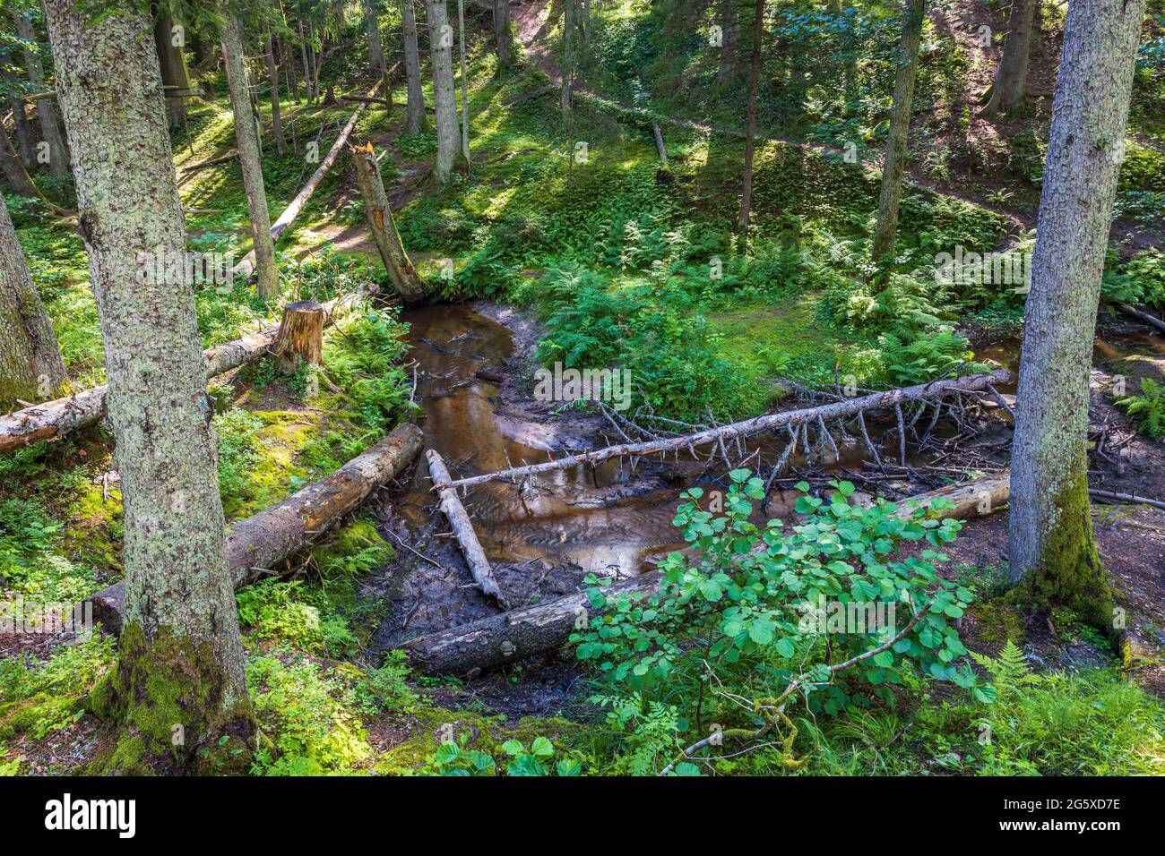 Beautiful nature landscape view. Water streamin forest. Sweden Stock ...