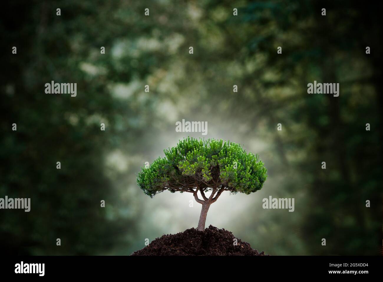 planted tree with natural forest background Stock Photo - Alamy