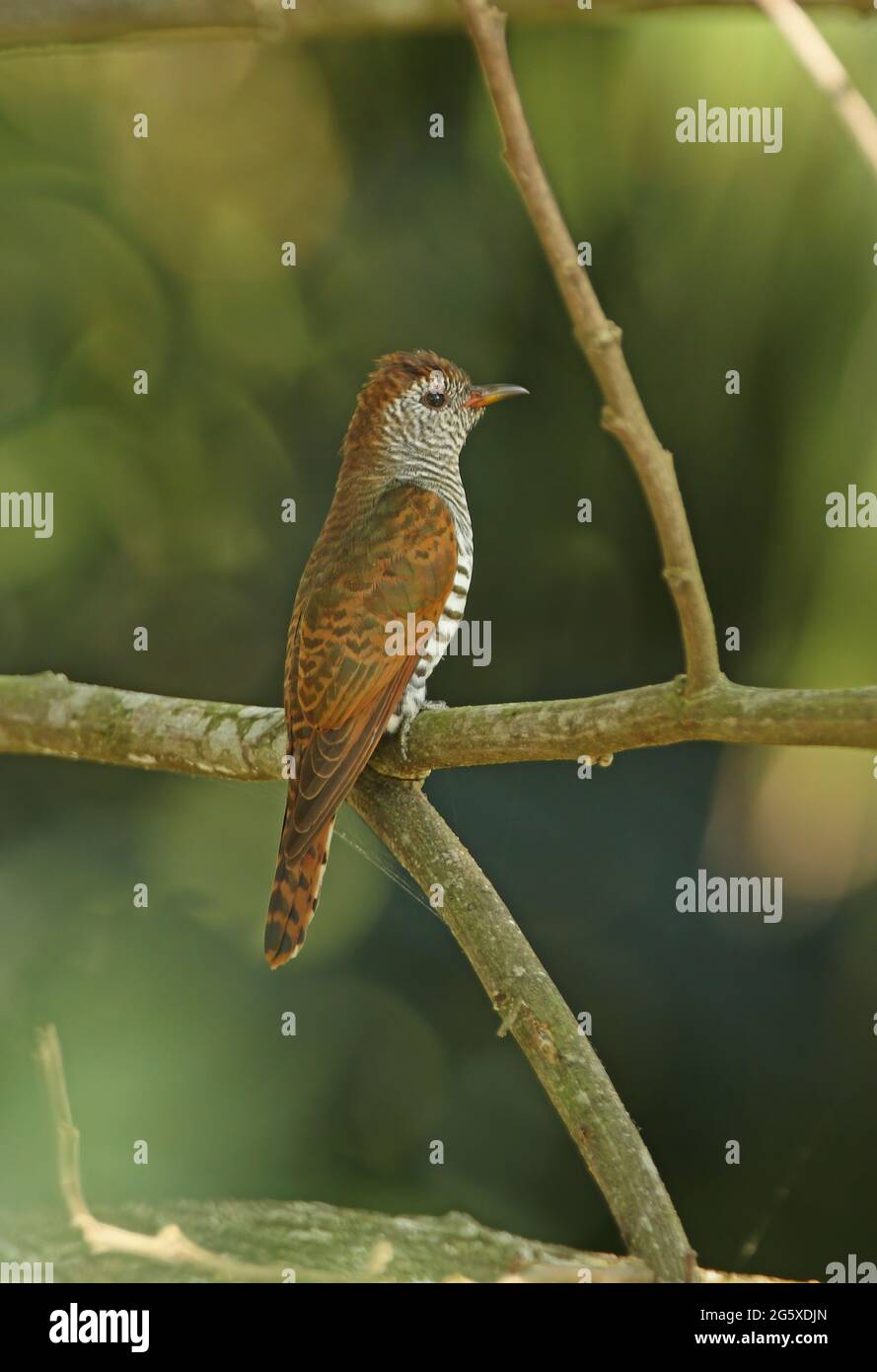 Female cuckoo bird hi-res stock photography and images - Alamy