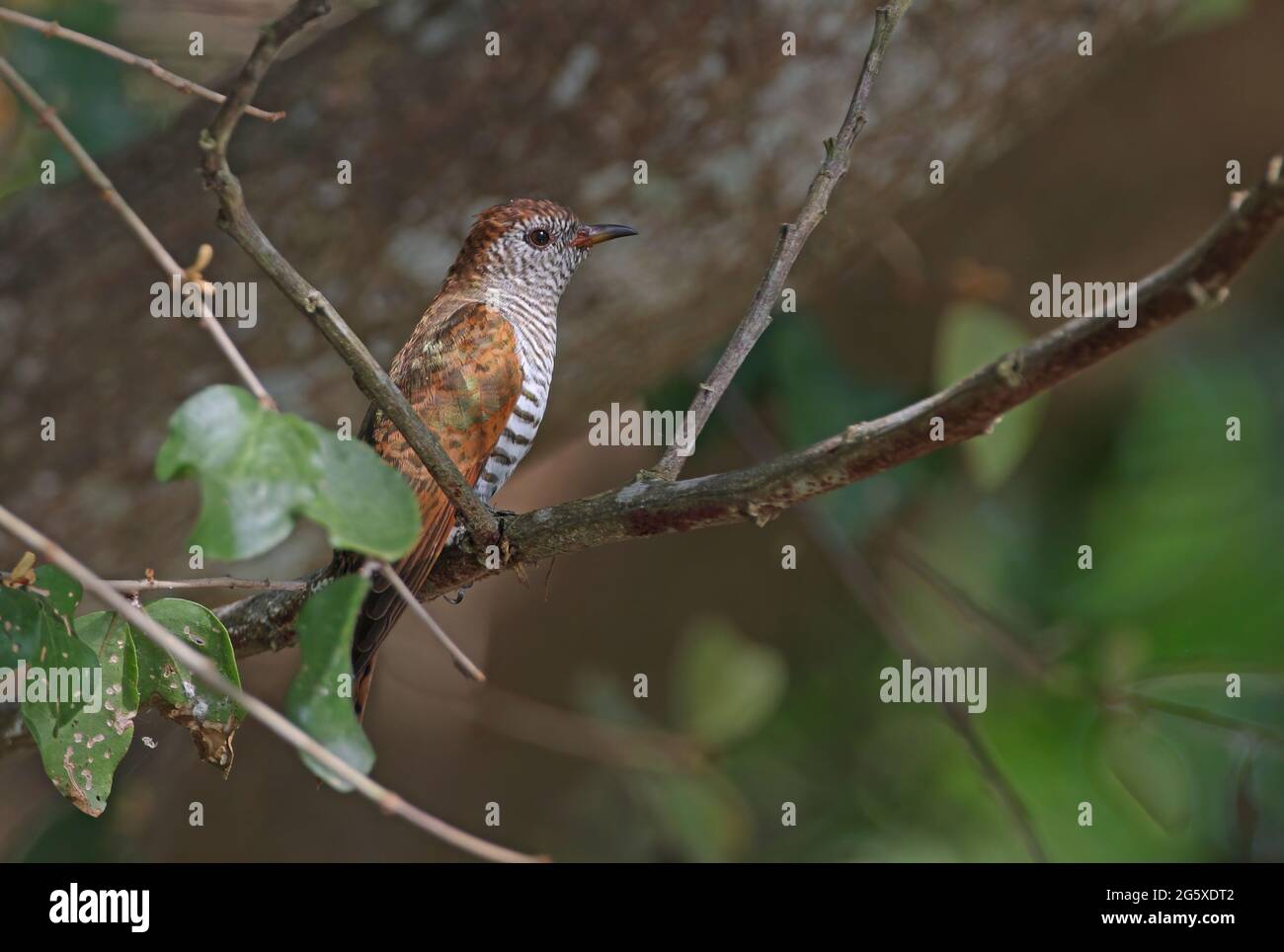 Cuckoo female bird hi-res stock photography and images - Alamy