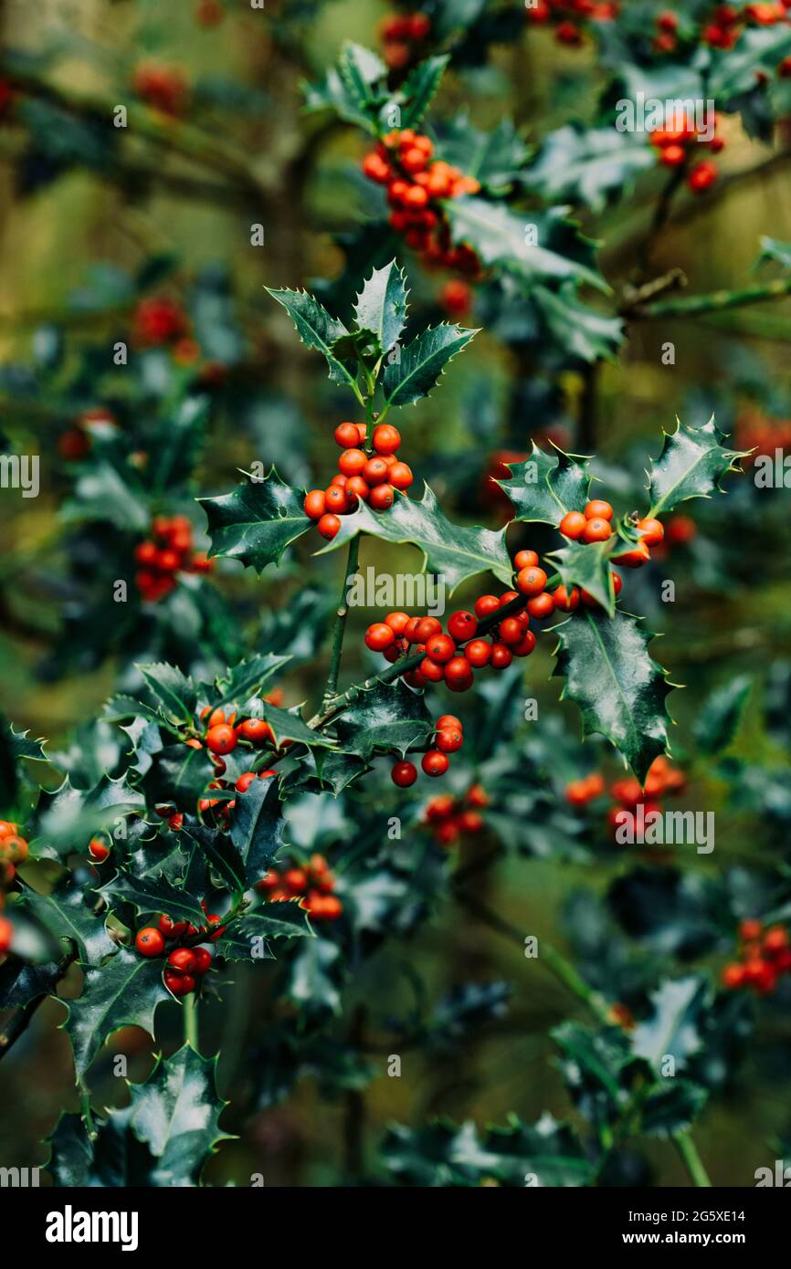 Holly leaf american hi-res stock photography and images - Alamy