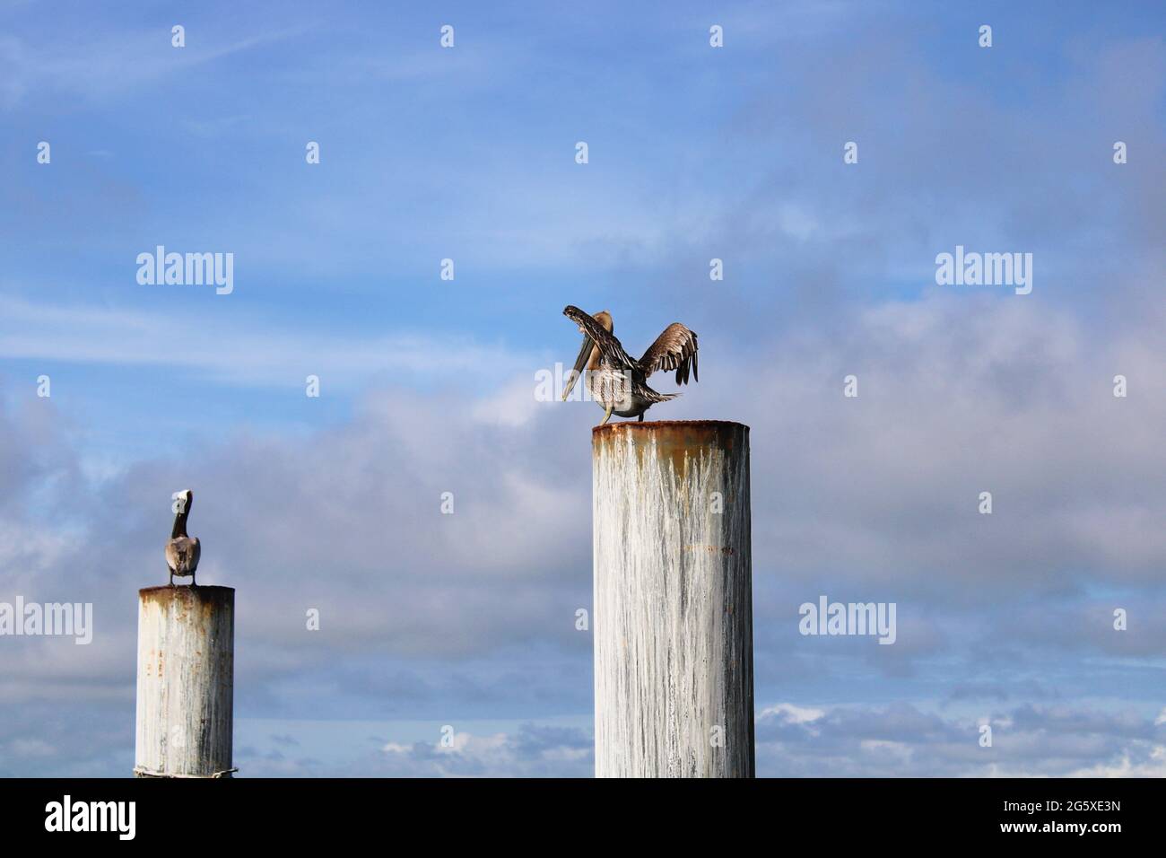 Wooden birds rest hi-res stock photography and images - Alamy