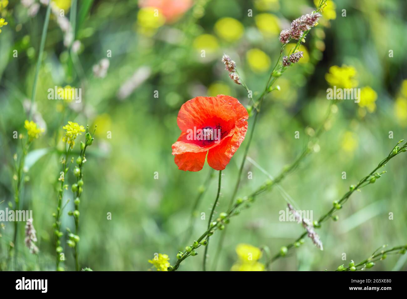 Beautiful poppies on a flower bed in the garden Stock Photo - Alamy