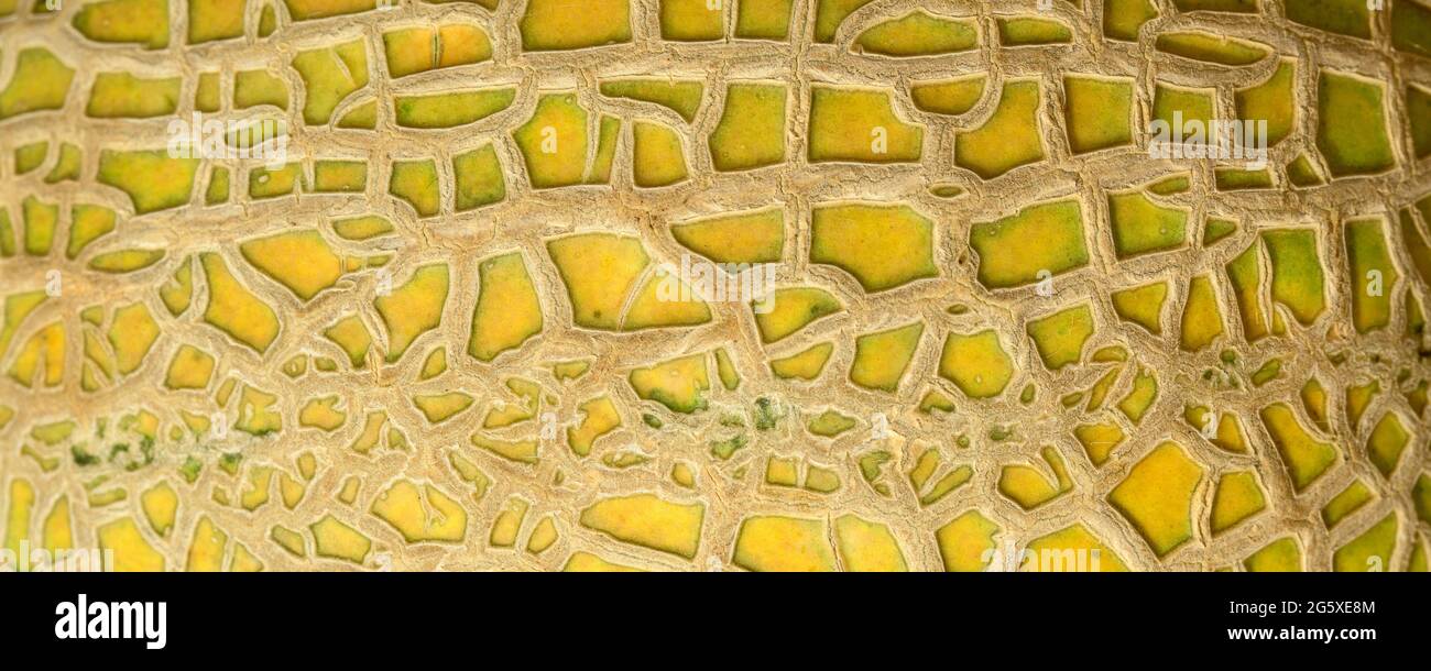 Melon skin texture close up. Summer background Stock Photo - Alamy
