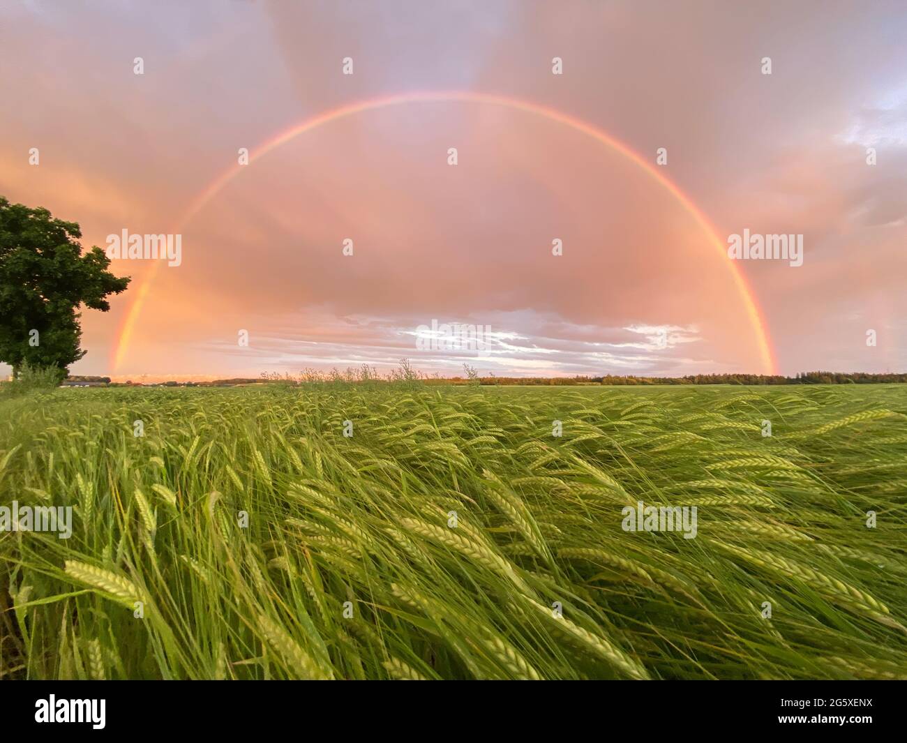 Colorful rainbow over the grain field Stock Photo - Alamy