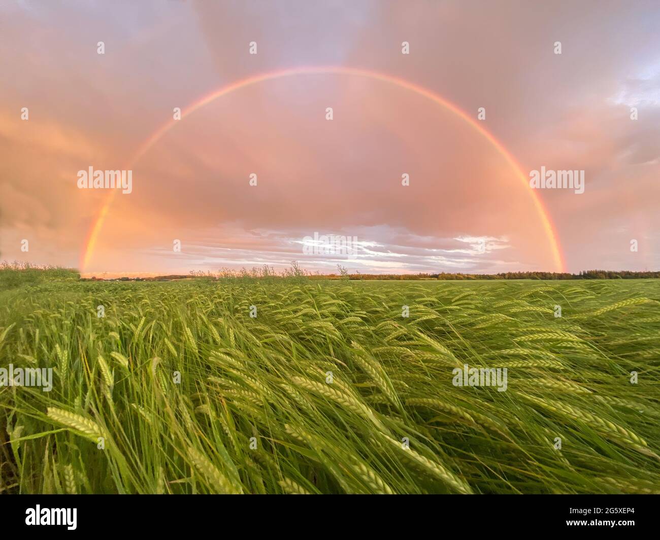 Colorful rainbow over the grain field Stock Photo - Alamy