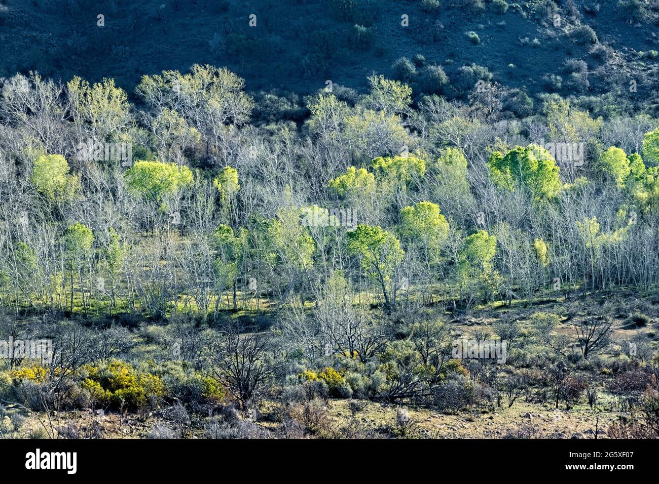 Fresh spring greenery along Sycamore Creek, Arizona Trail, Arizona, U.S ...