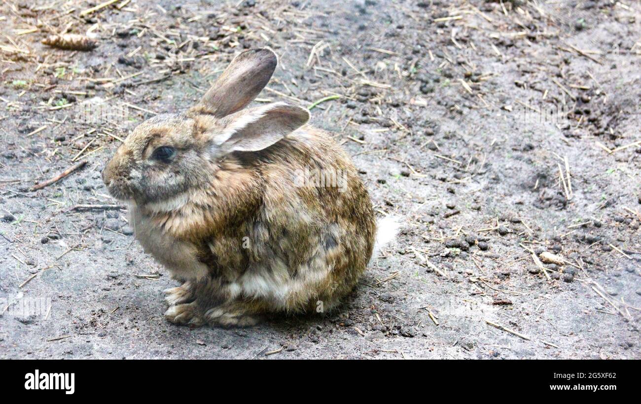 Grey rabbit hi-res stock photography and images - Alamy