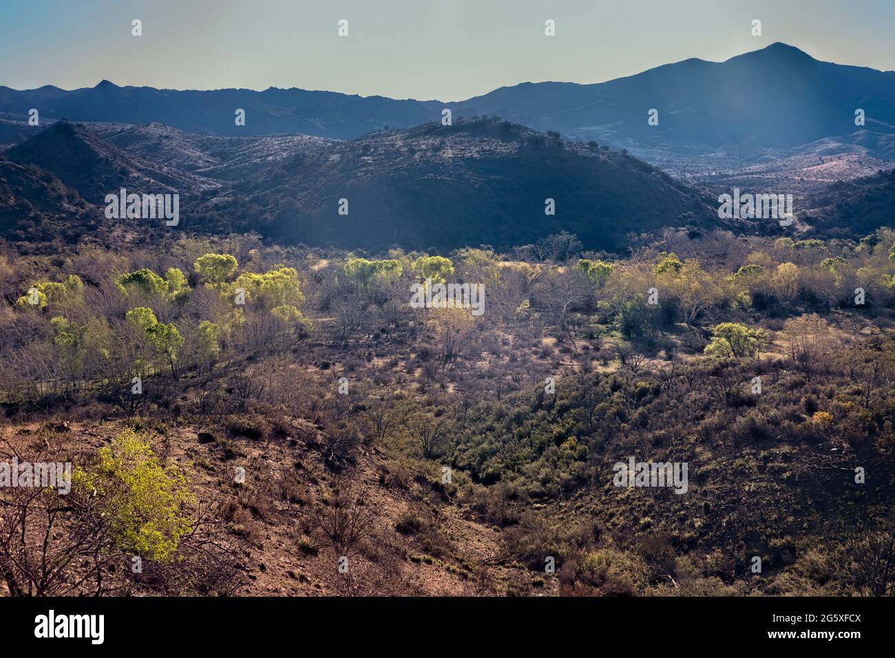 Fresh spring greenery along Sycamore Creek, Arizona Trail, Arizona, U.S ...