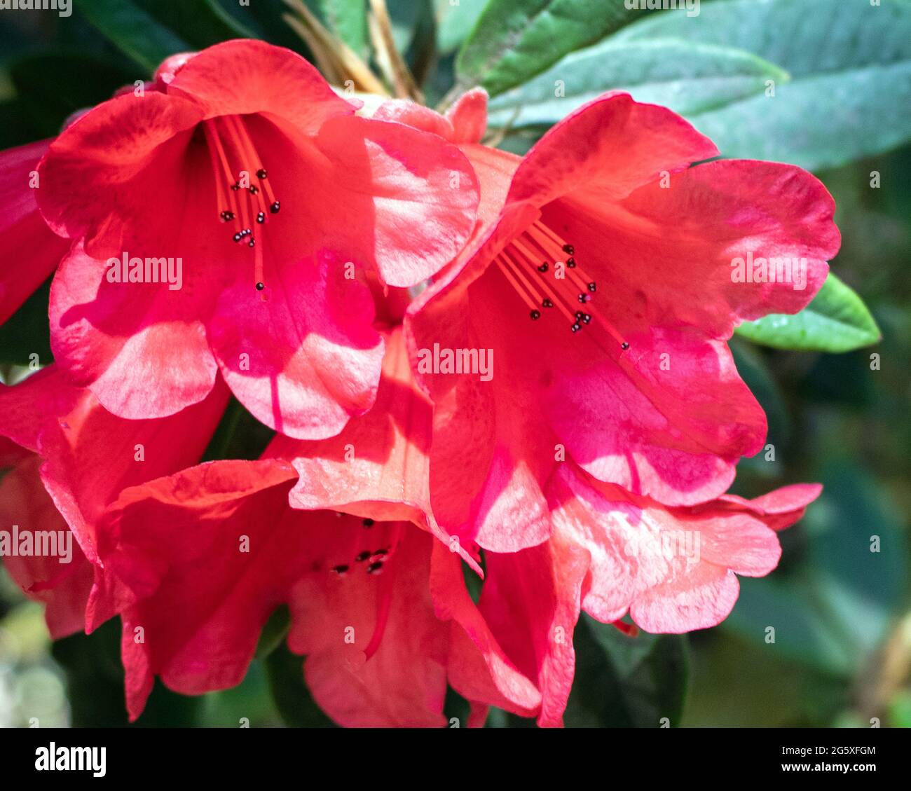 cluster of red rhododendron flowers Stock Photo - Alamy