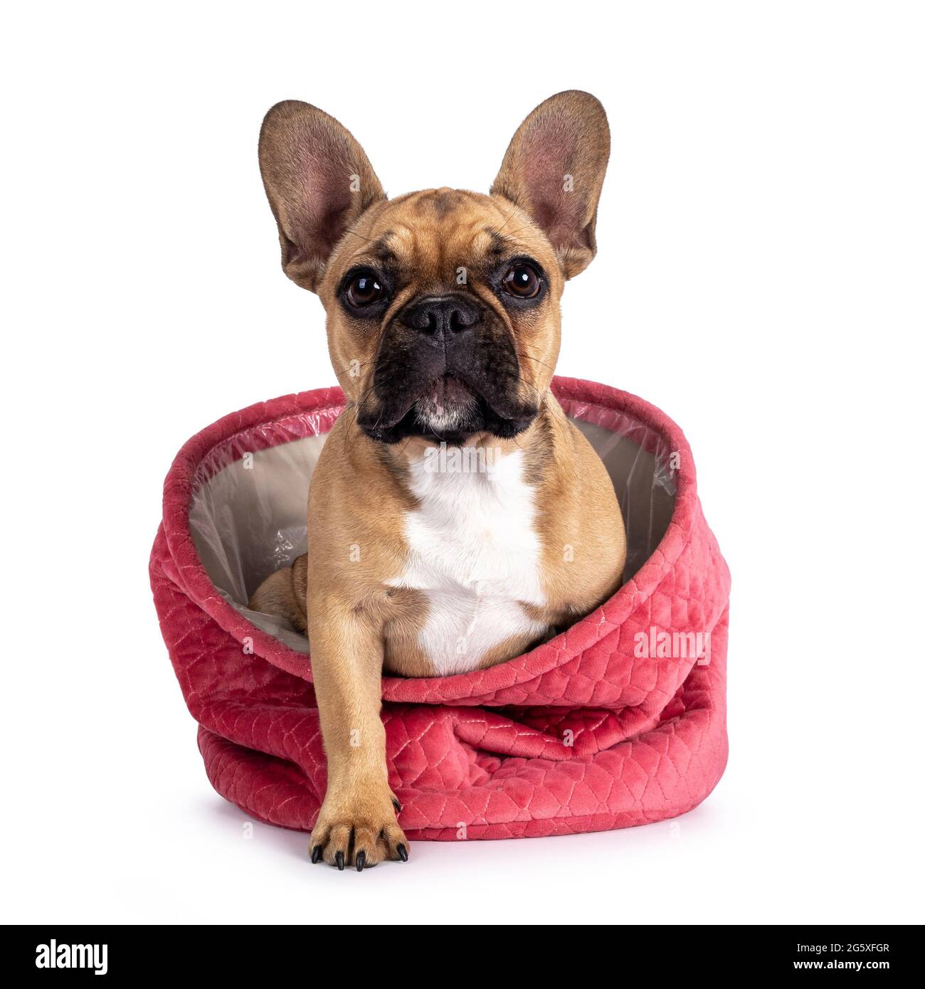 Cute young fawn French Bulldog youngster, stepping out of pink velvet ...