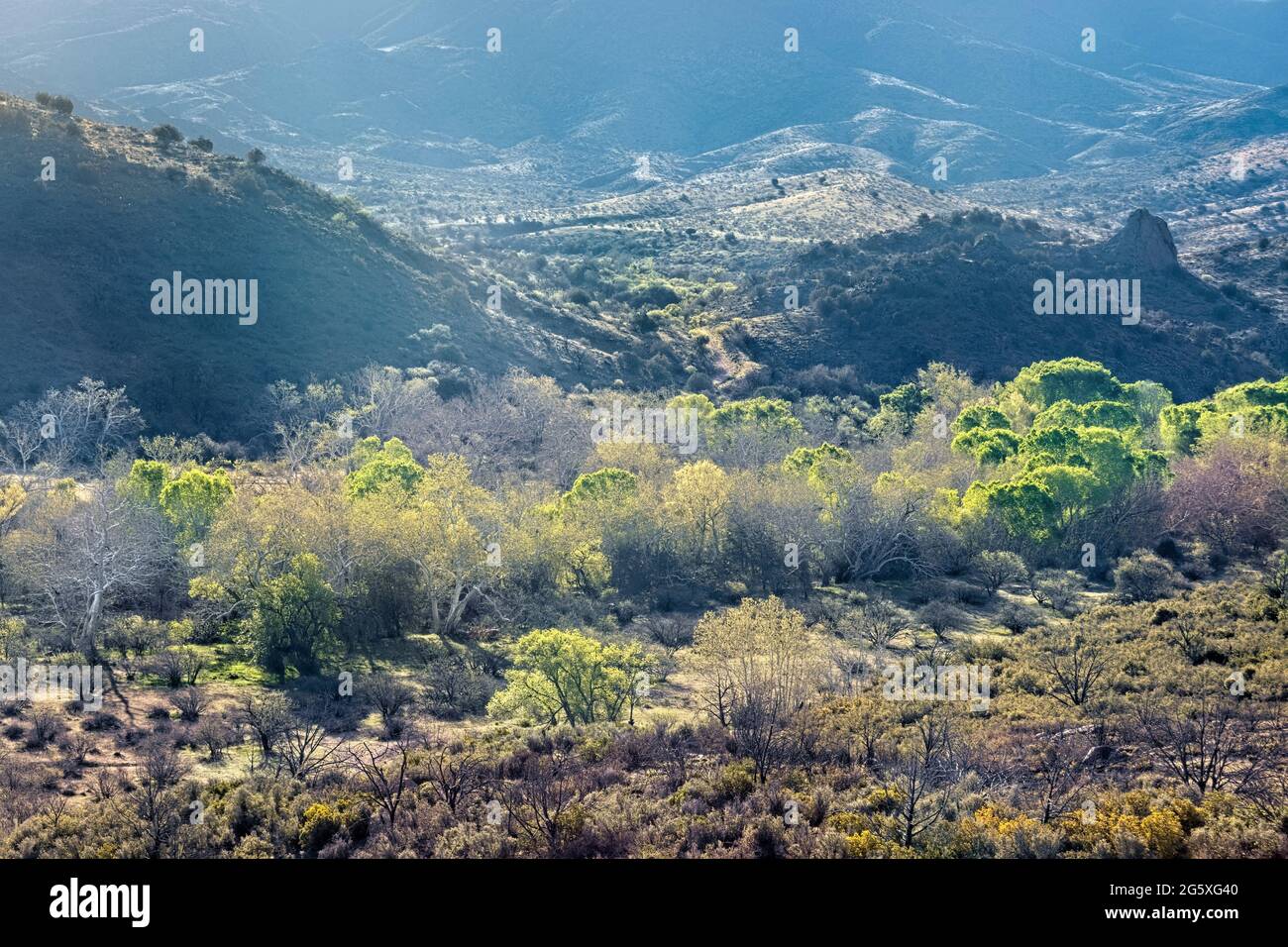 Fresh spring greenery along Sycamore Creek, Arizona Trail, Arizona, U.S ...