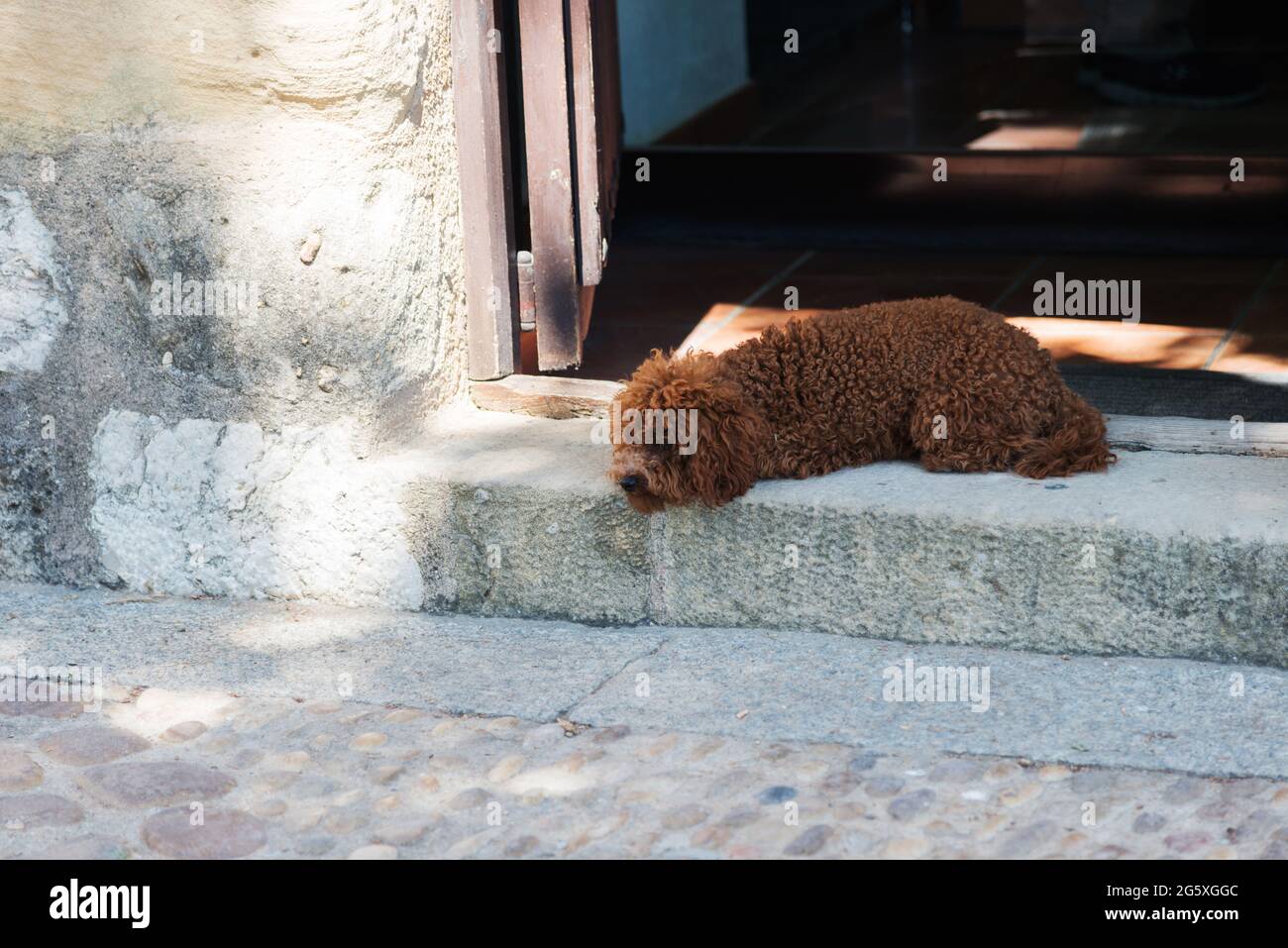 Tired brown poodle dog resting on the floor, in front of a house. Cute ...